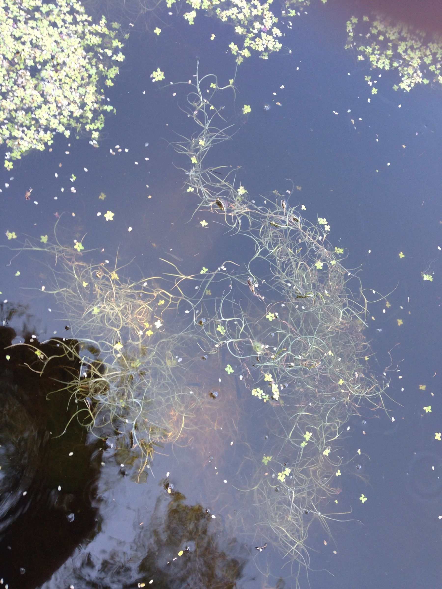 How to Make Koi Spawning Beds : 4 Steps - Instructables