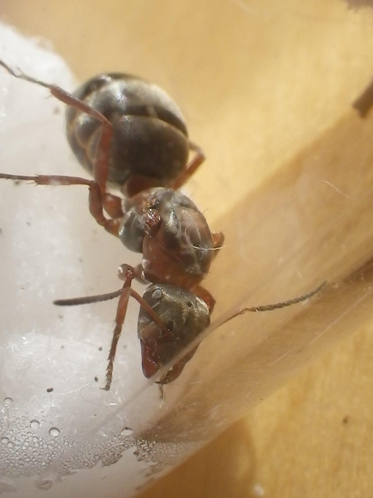 Concrete Ants Nest : 4 Steps (with Pictures) - Instructables