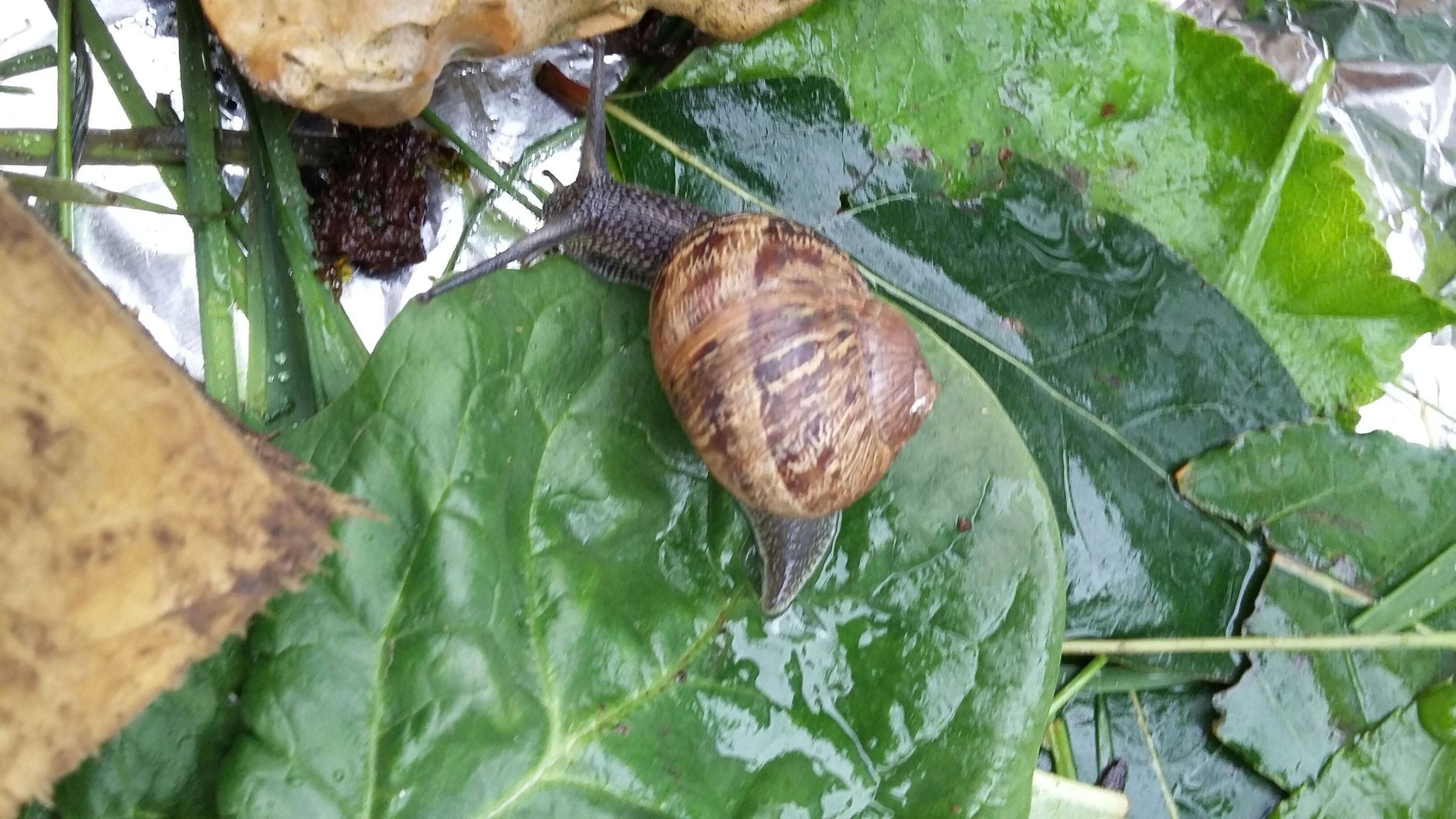 Snail Care and House : 7 Steps (with Pictures) - Instructables