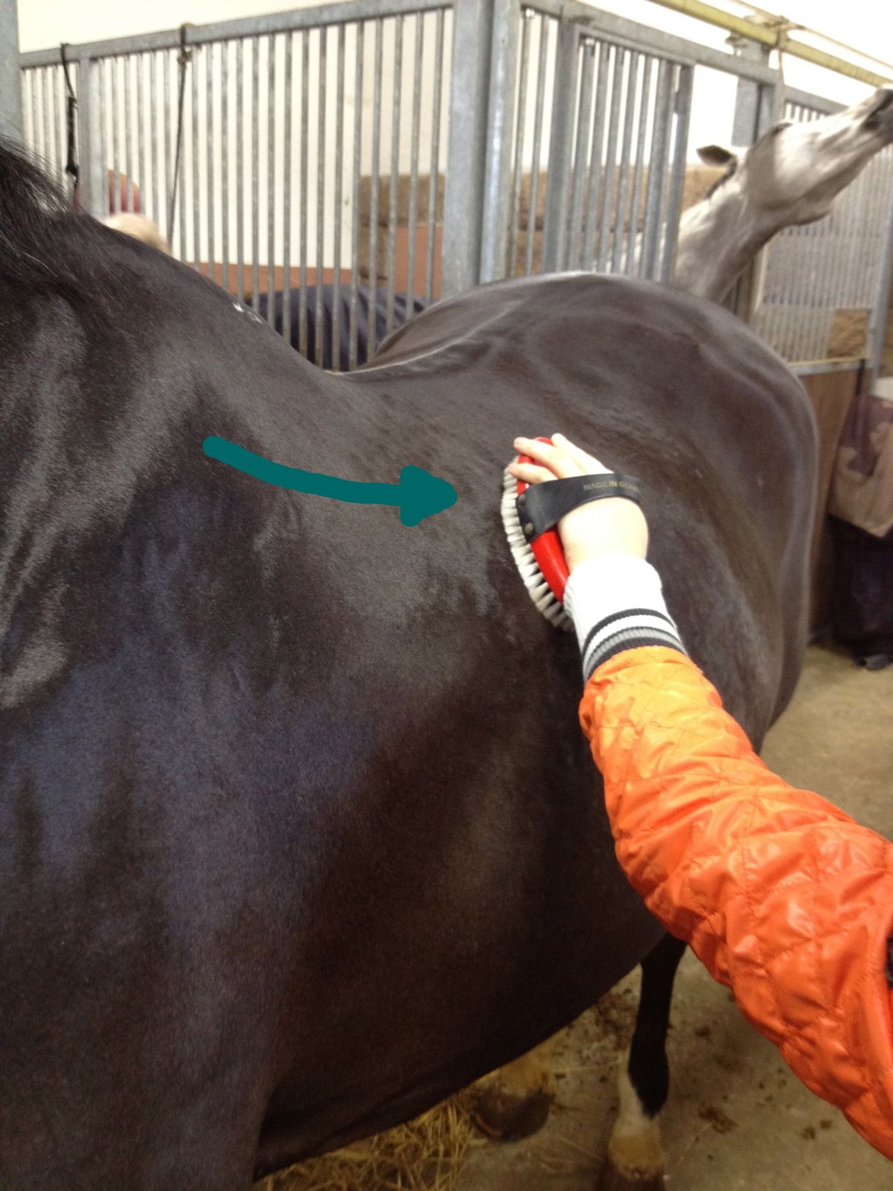 Grooming a Horse : 6 Steps (with Pictures) - Instructables