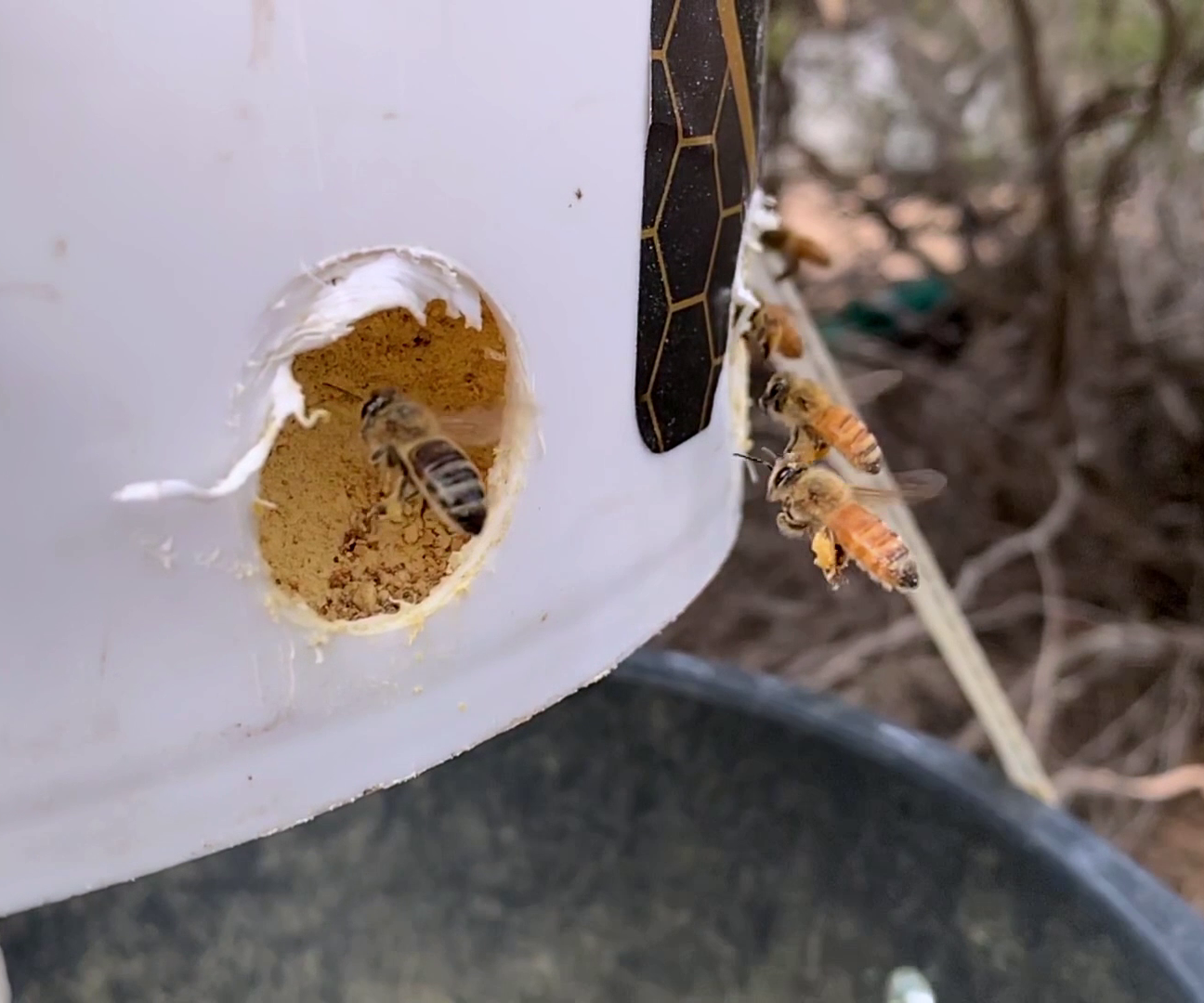 How to Make a Pollen Feeder for Beekeeping : 12 Steps - Instructables