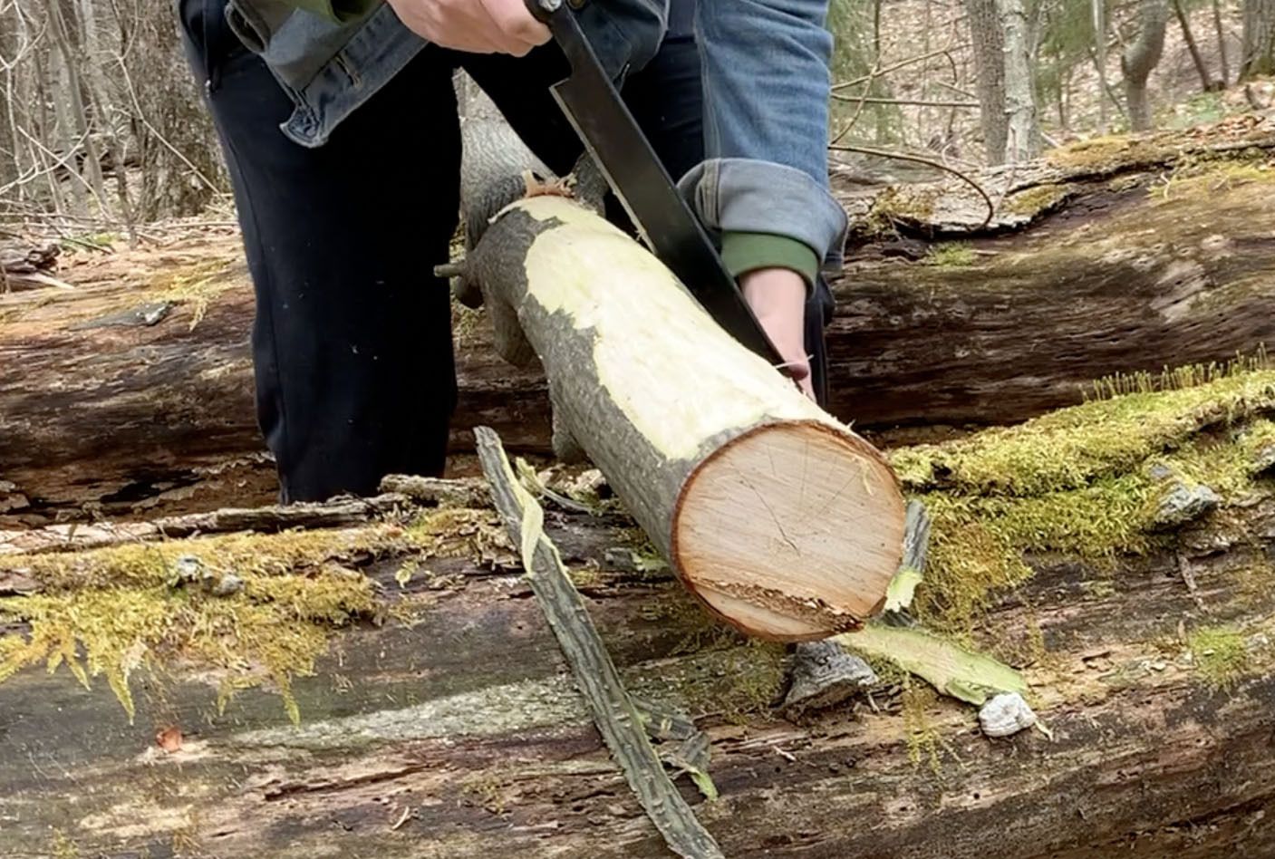 Harvesting Bark From Downed Trees for Baskets : 7 Steps (with Pictures ...