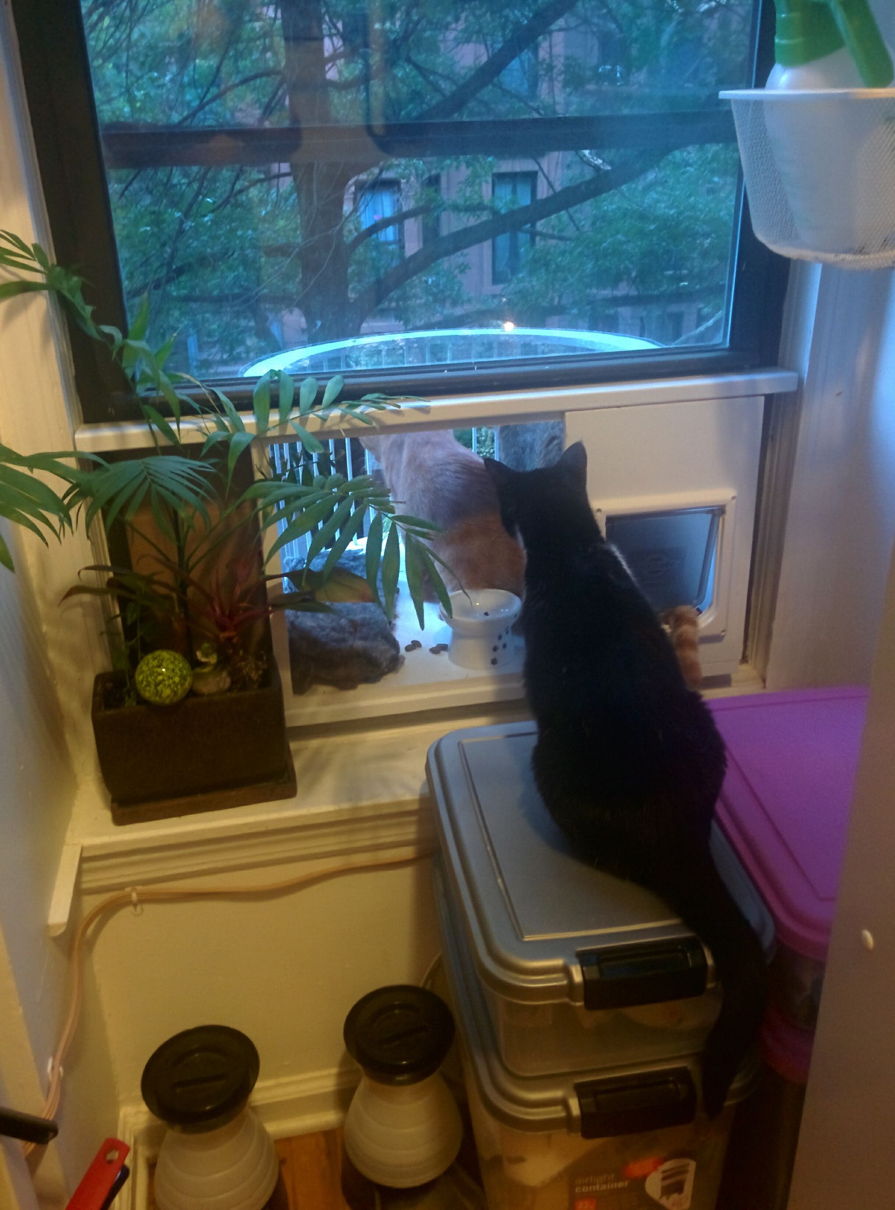 Window Catio (Cat Patio) : 12 Steps (with Pictures) - Instructables