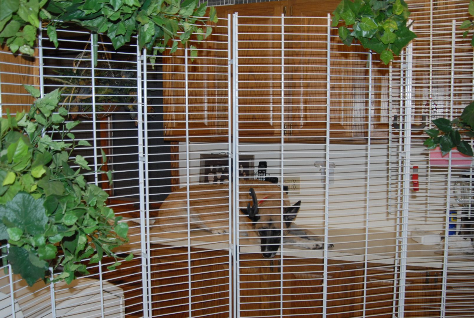 Kennel Enclosure: Wire Closet Shelving & Cable Ties in Minutes ...