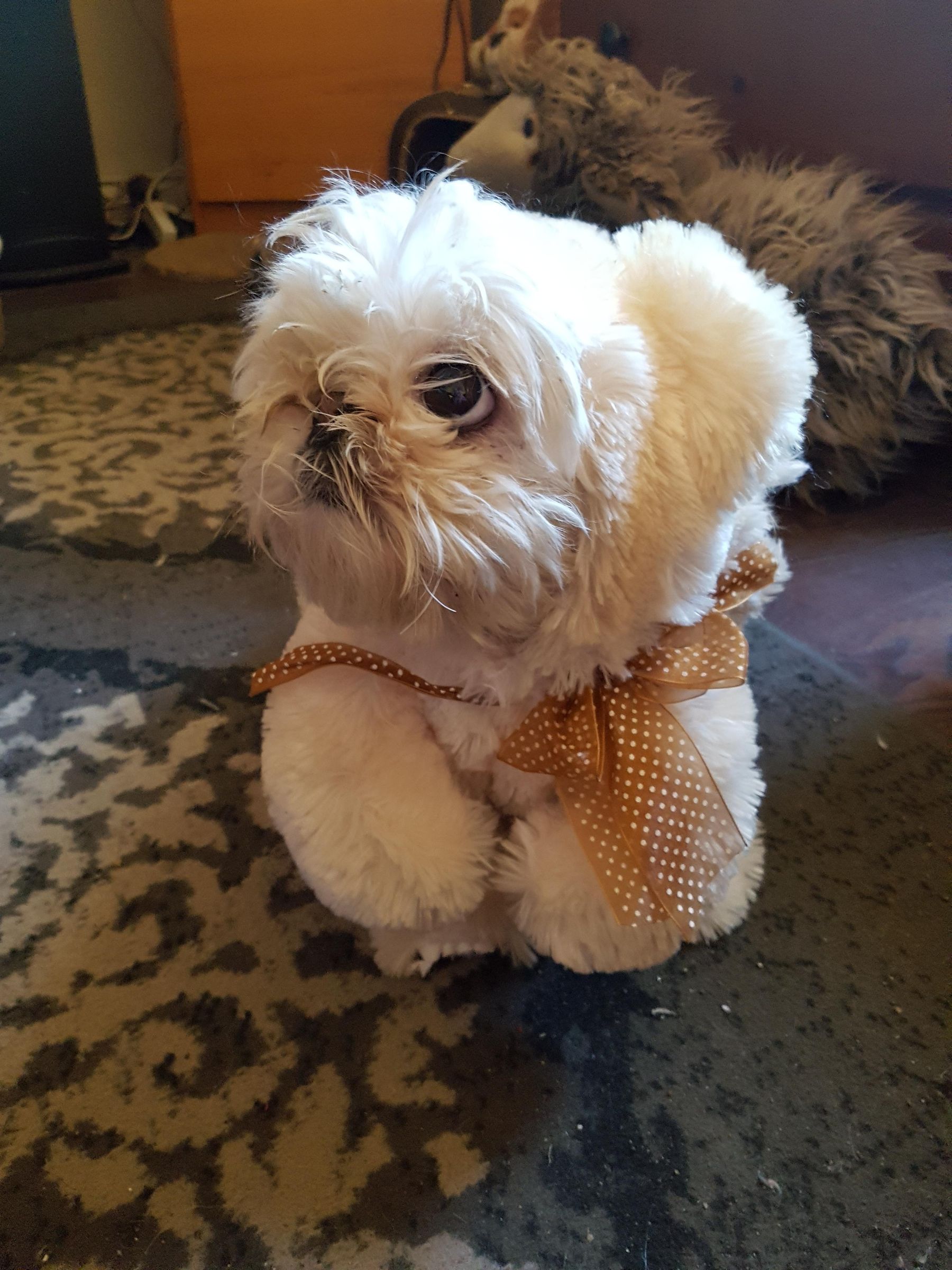 Turn Your Pet Into a Real Life Teddy Bear : 7 Steps (with Pictures ...