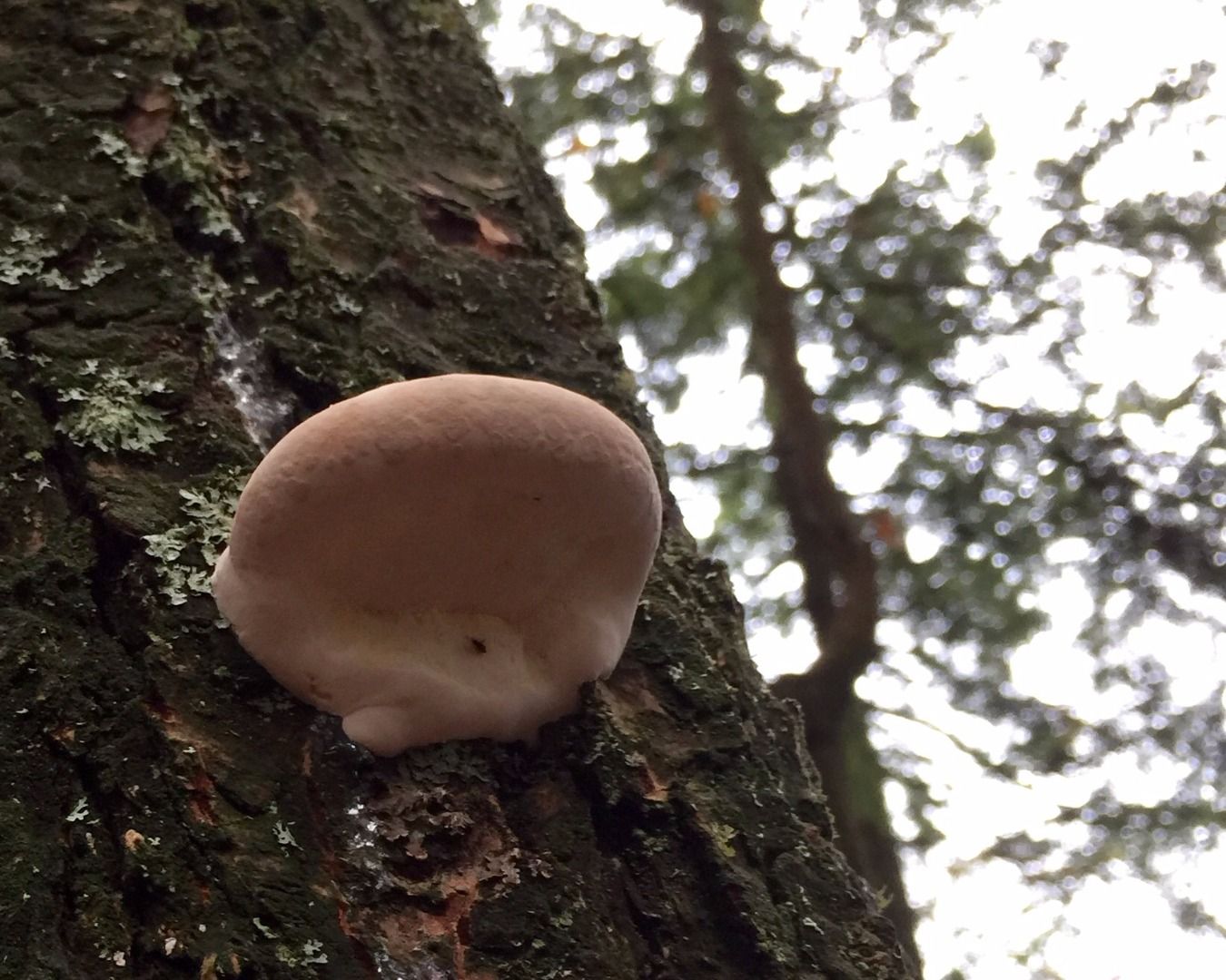 Nature Tracker: Parameter Mapping With the Intel Edison : 7 Steps (with Pictures) - Instructables