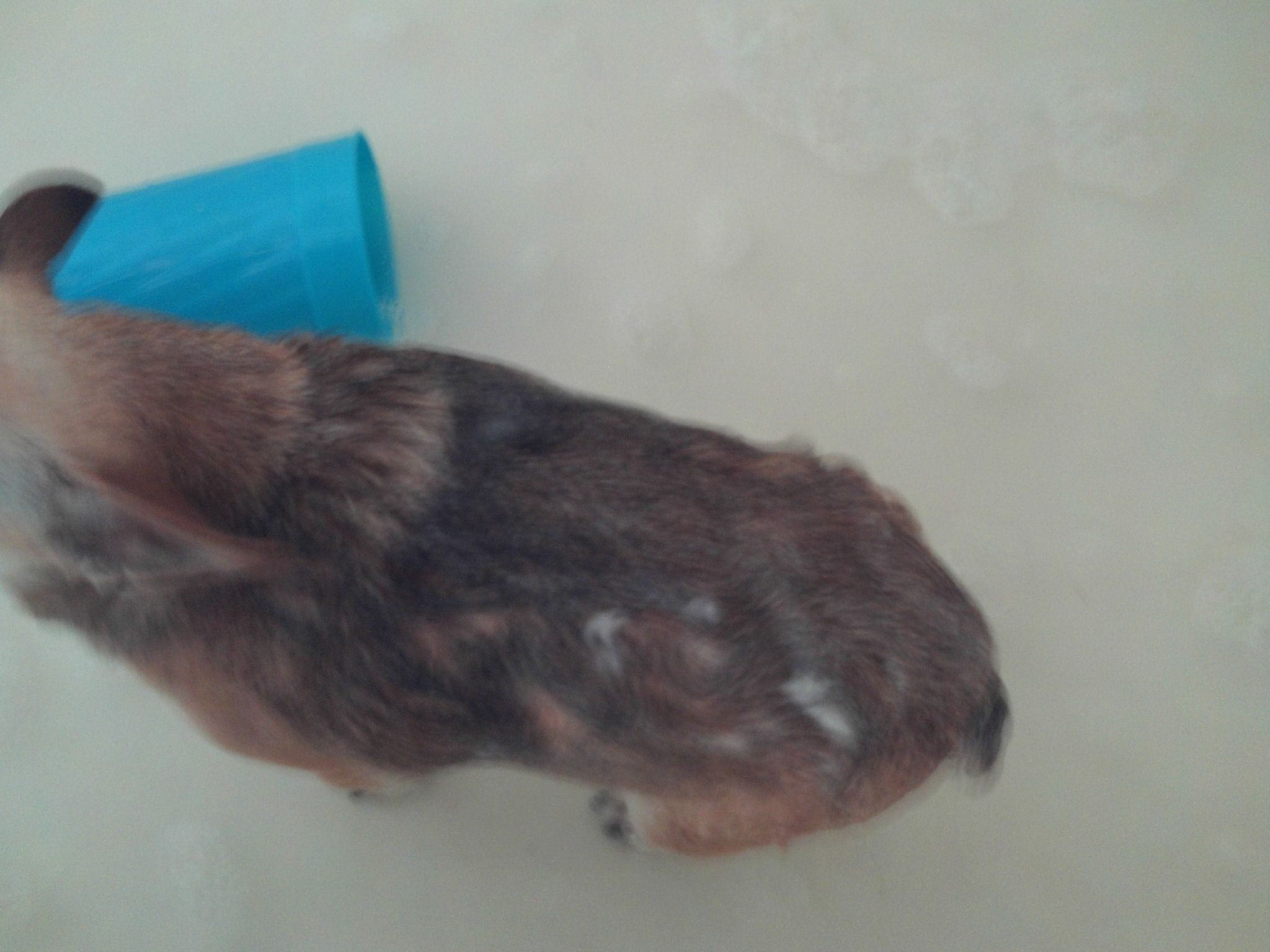How to Clean Your Dog : 10 Steps - Instructables