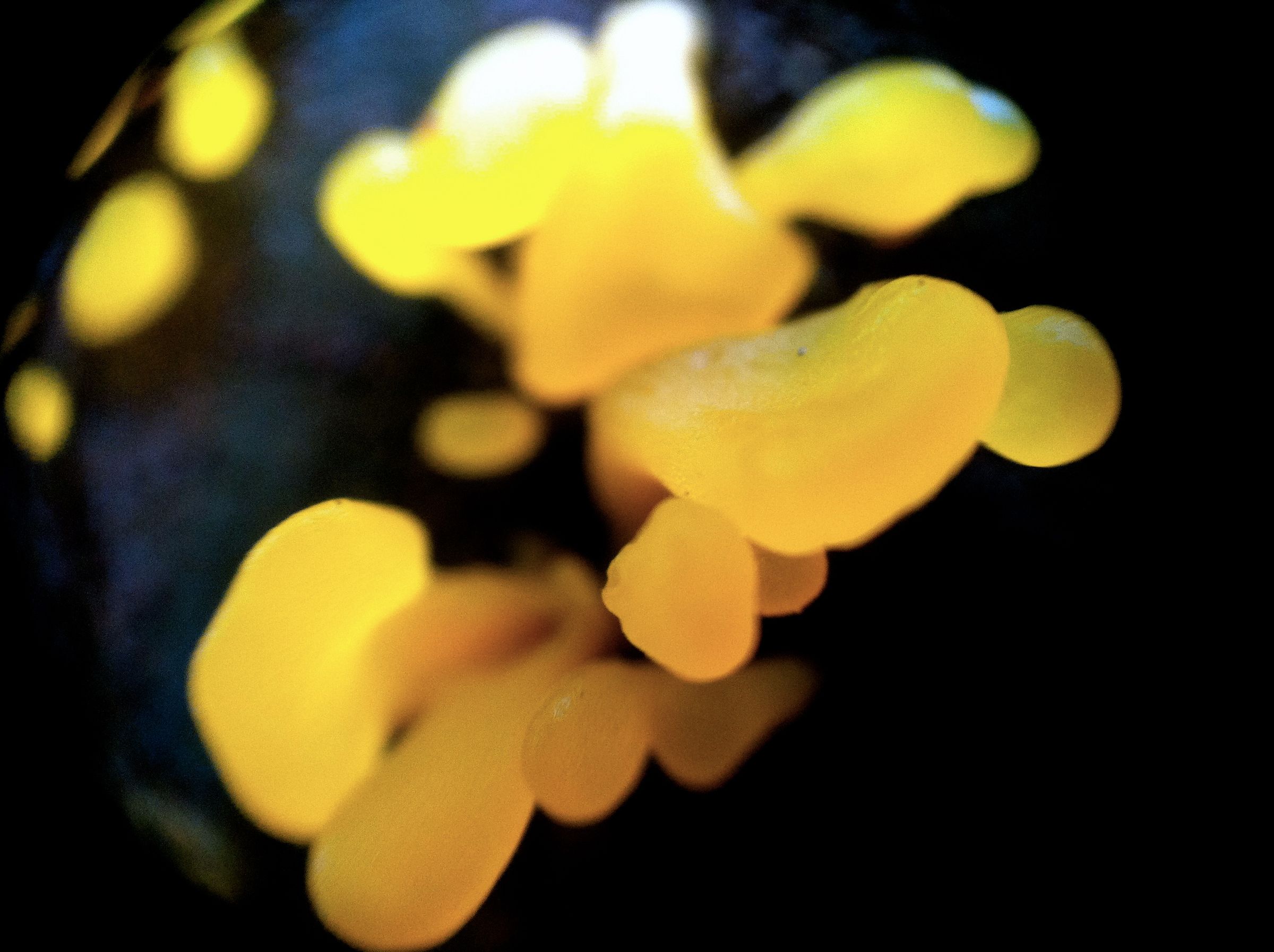 How to Make a Very Effective and Cheap Micro/macro Lens for an IPhone ...