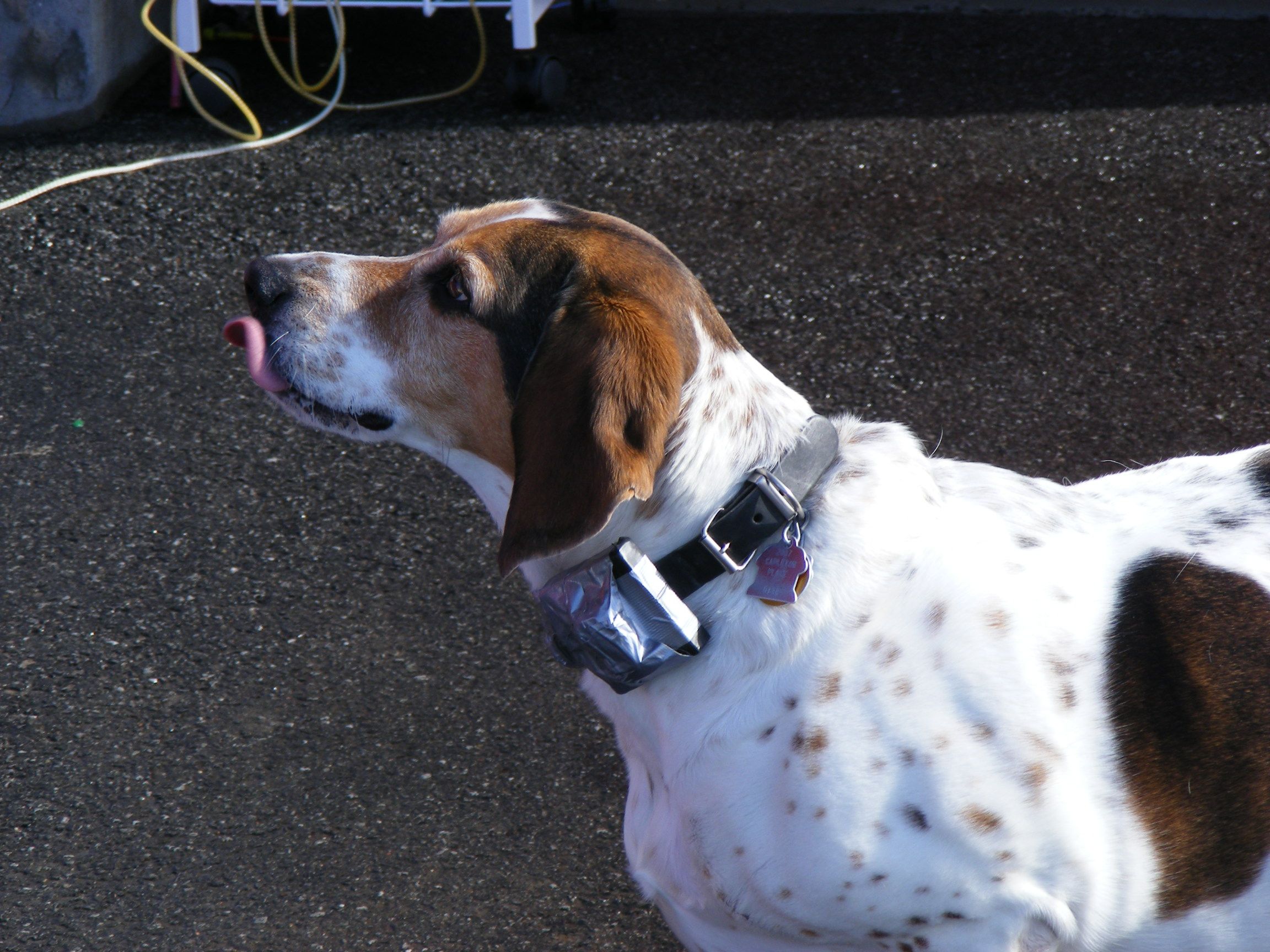 A Vibrating Deaf Dog Caller Collar