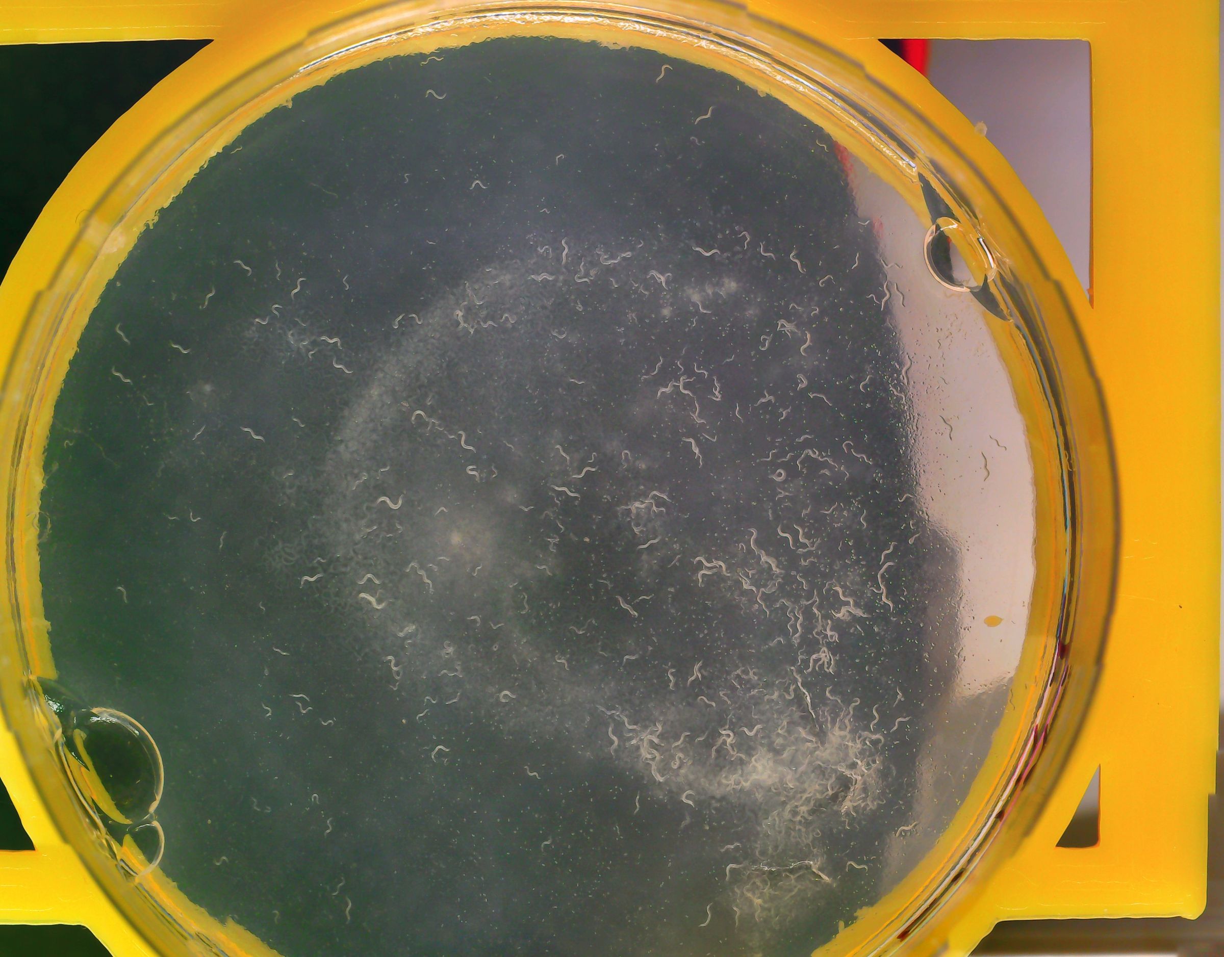 LadyBug: a Motorized Microscope and 3D Scanner for Very Small Things ...