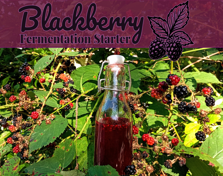 Wild Berries Fermentation Starter : 3 Steps (with Pictures) - Instructables