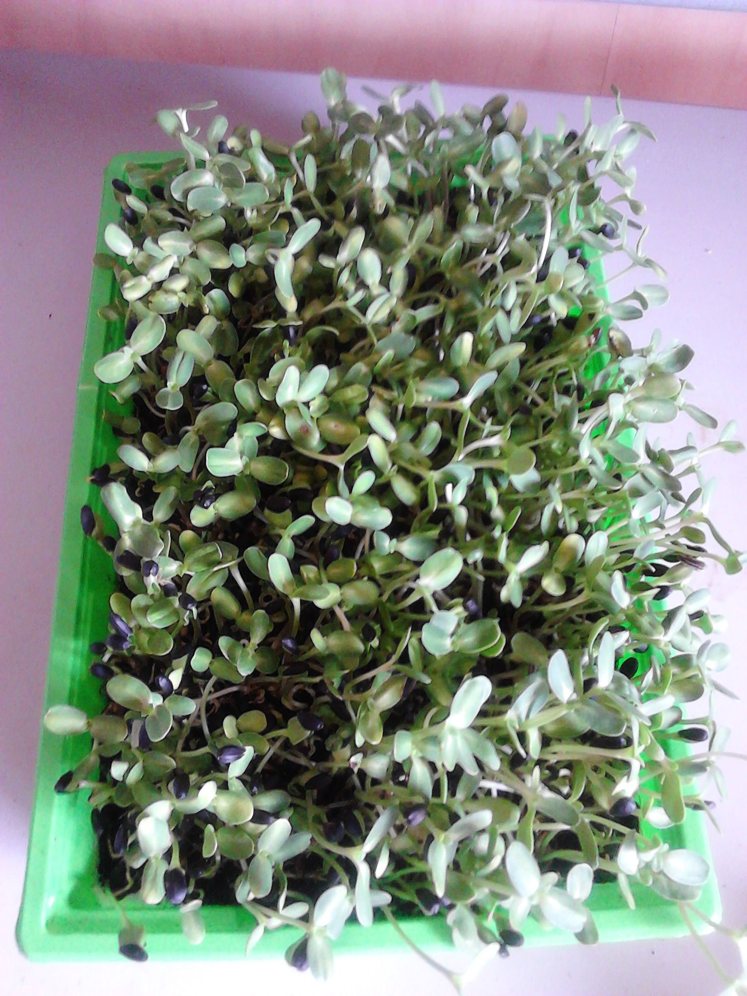 A SUPER EASY AND CHEAP INDOORS OR OUTDOORS SPROUTER : 4 Steps ...