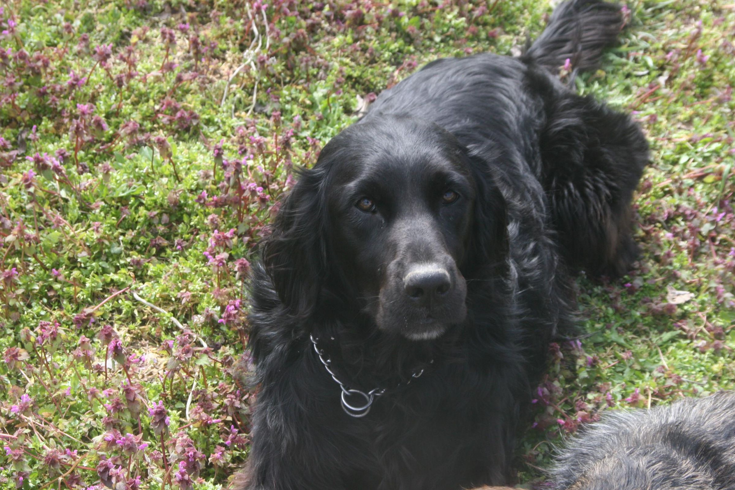 The Do's and Don'ts of Taking Pretty Pet Pics! : 5 Steps - Instructables