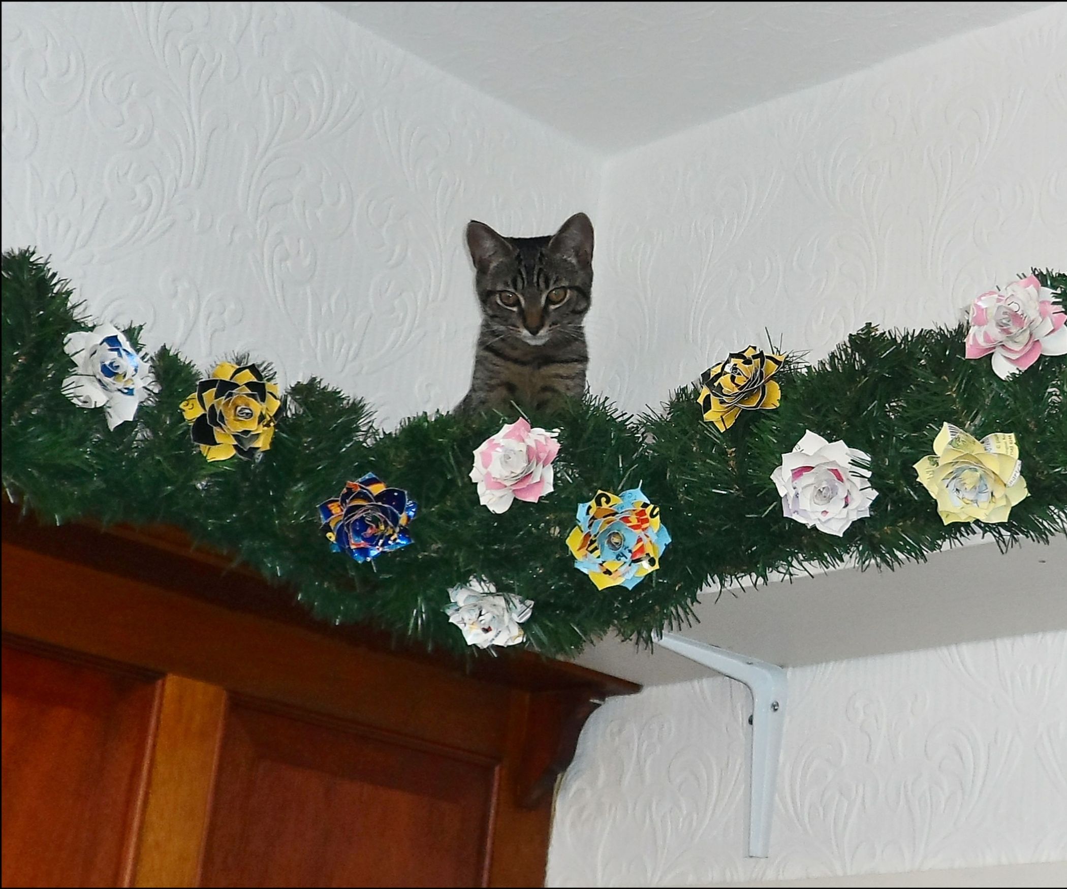 Cat Highway : 9 Steps - Instructables