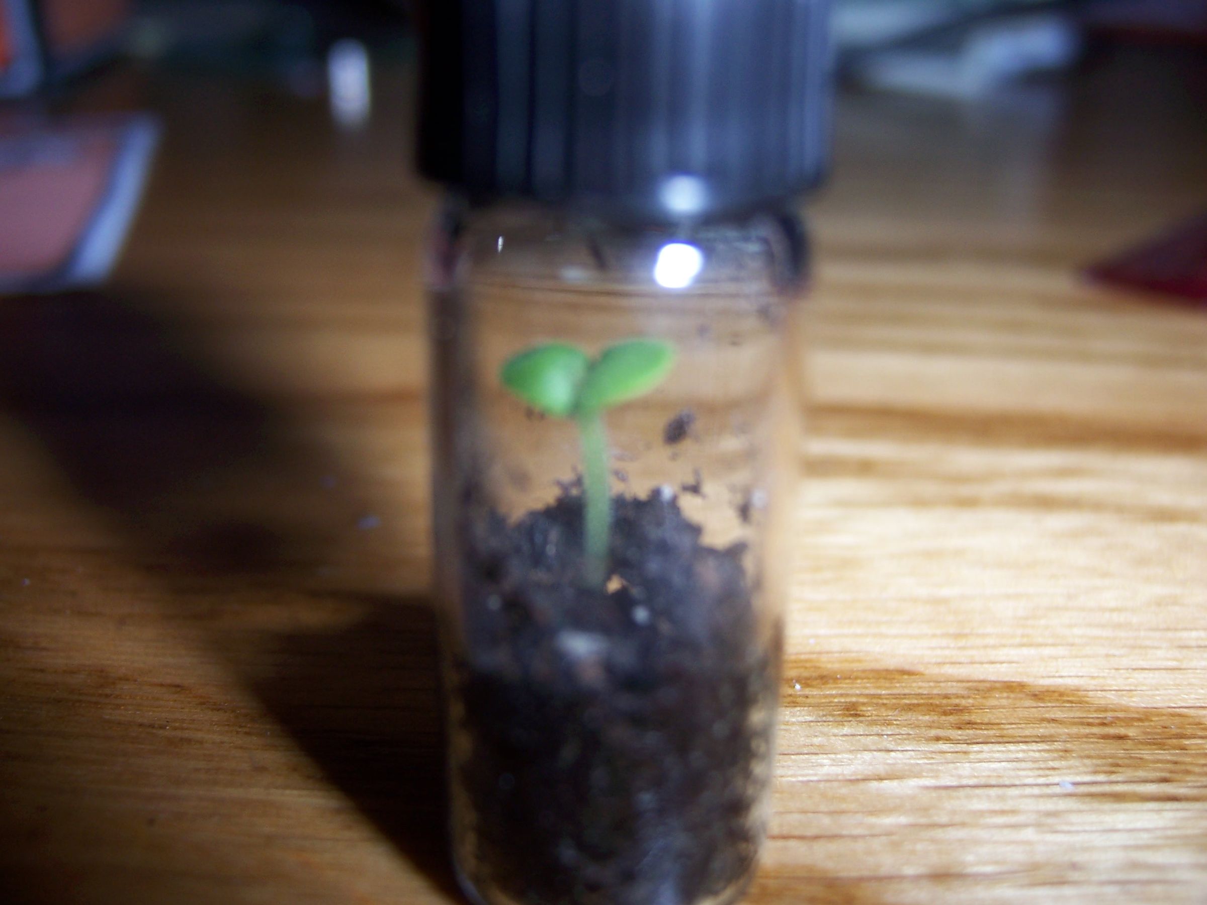 Pocket Plant : 7 Steps (with Pictures) - Instructables