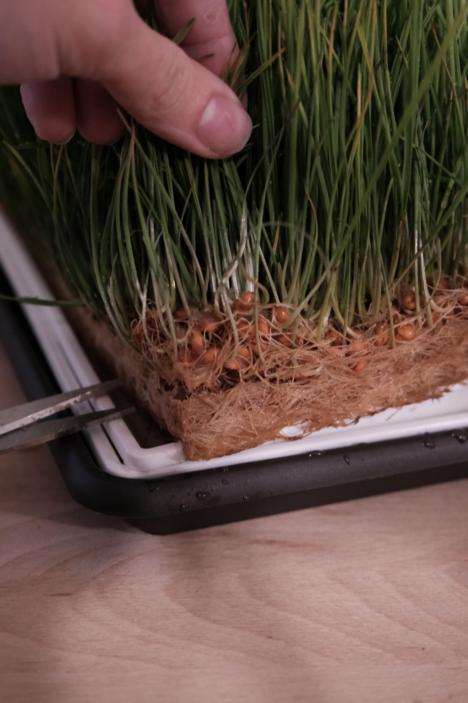 Make Wheatgrass Root Mats : 6 Steps (with Pictures) - Instructables