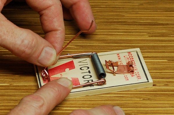 Setting a Mouse Trap | the Best Mouse Trap | Humane Mouse Traps | Glue ...