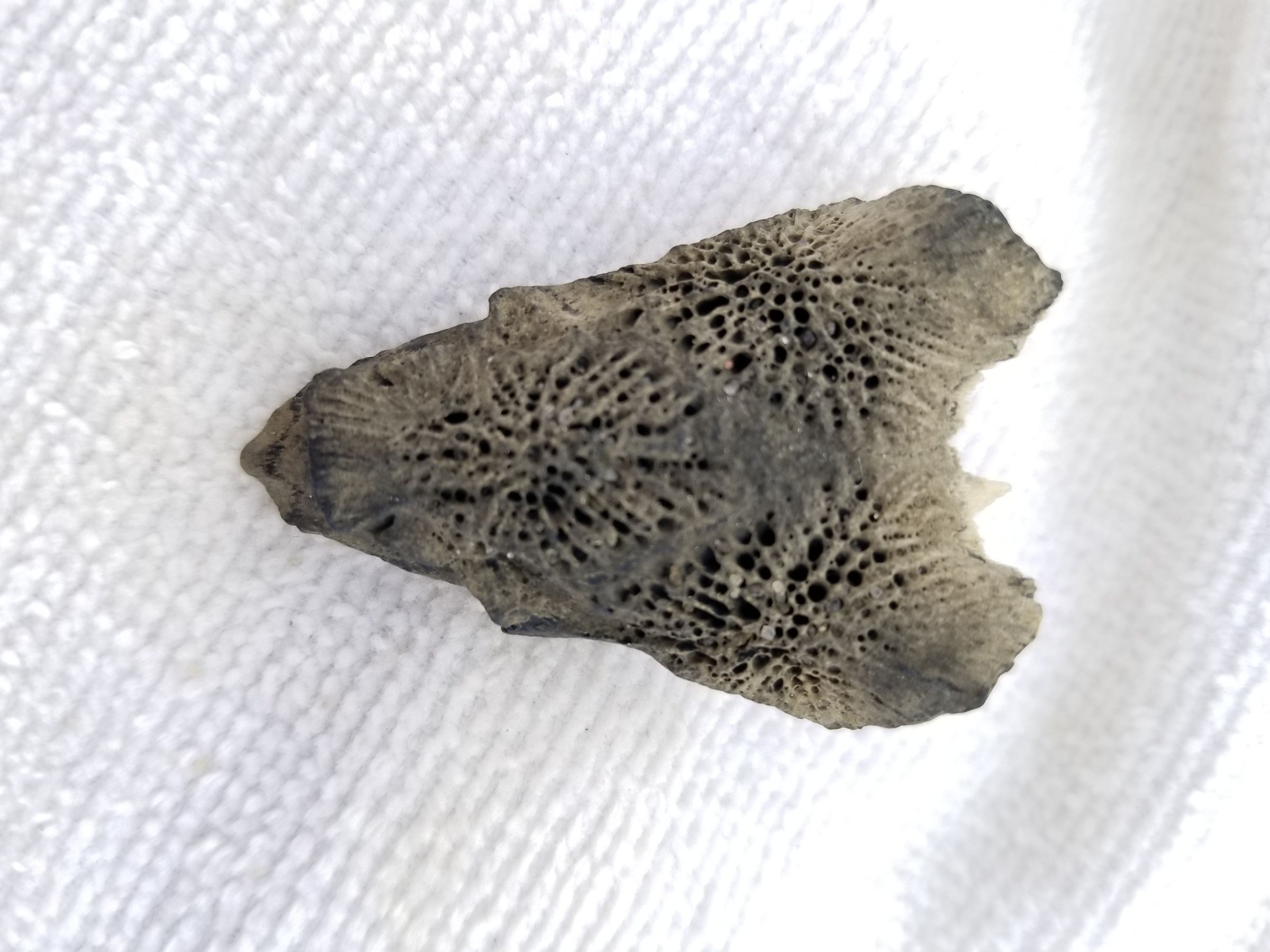 How to Find Shark Teeth : 10 Steps (with Pictures) - Instructables