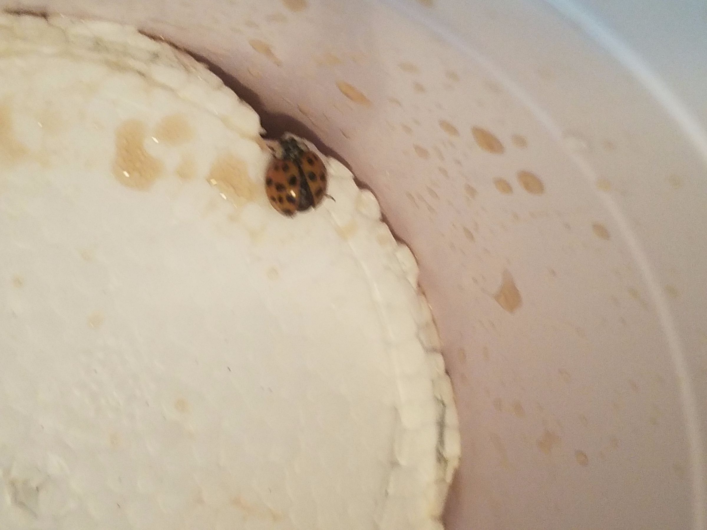 Insect Tranquilizing Chamber With Baking Soda : 11 Steps (with Pictures ...