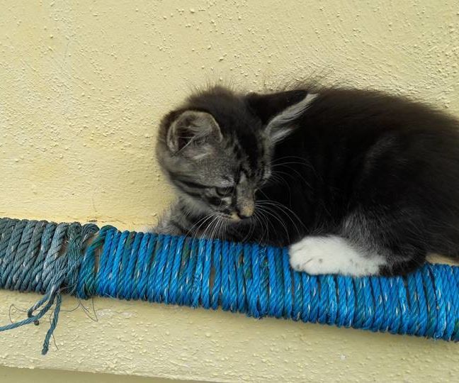 Portable Cat Scratcher : 3 Steps - Instructables