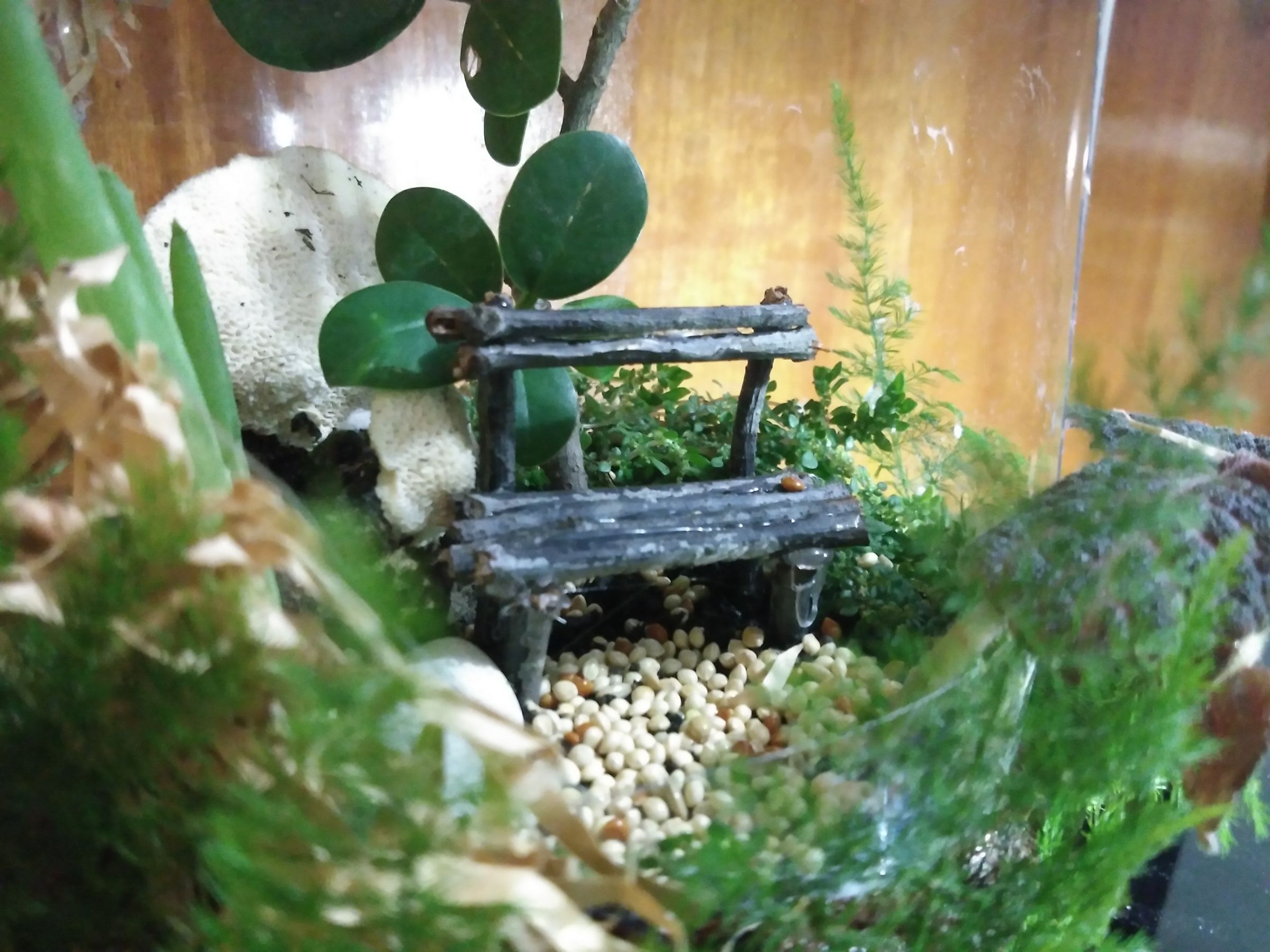 Plastic Bottle Terrarium : 5 Steps (with Pictures) - Instructables