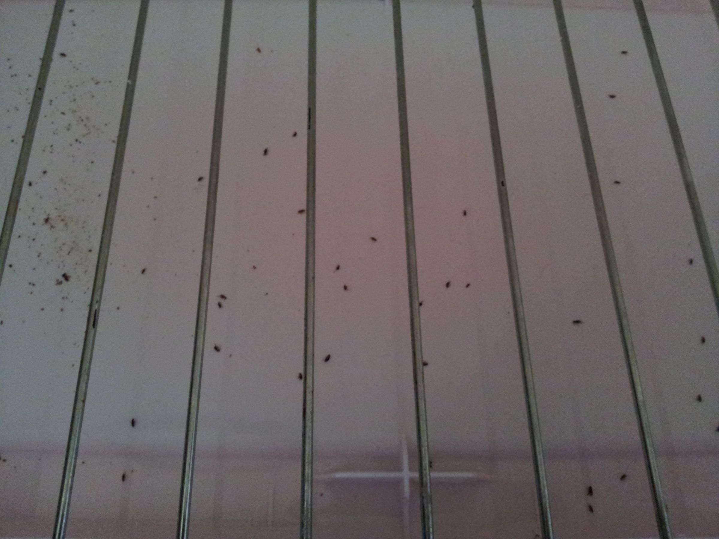 Catch 50 Fleas in One Night : 5 Steps (with Pictures) - Instructables