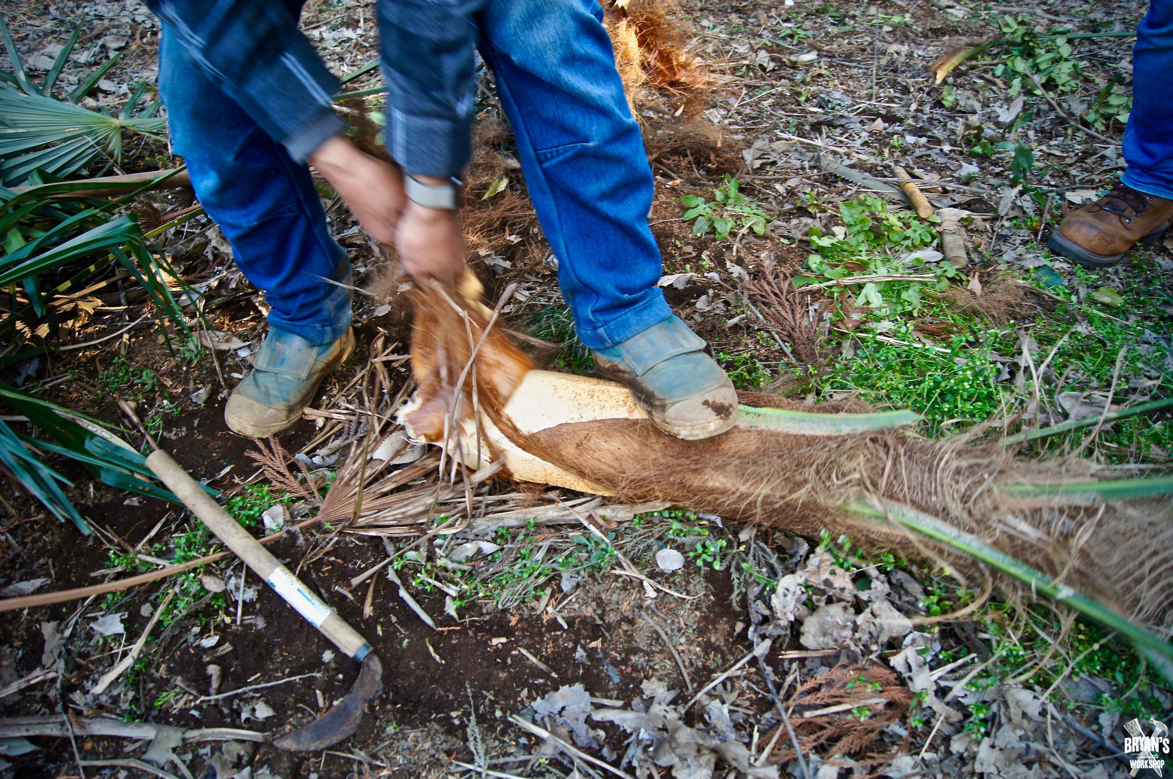 How to Make Rope Using Windmill Palm Tree Fiber! : 6 Steps (with ...