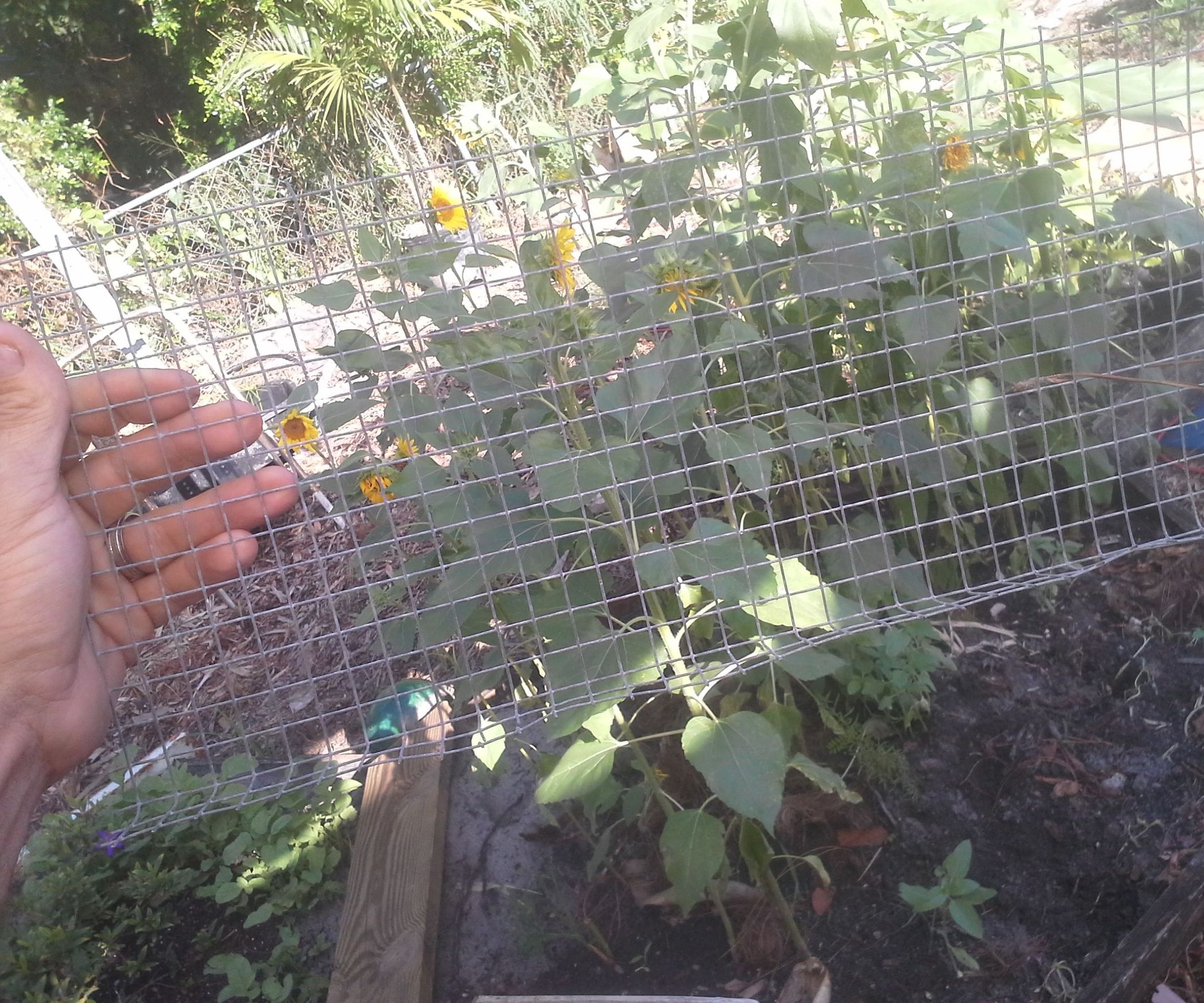 Suet Cage From Scrap Mesh and Wire. : 8 Steps - Instructables