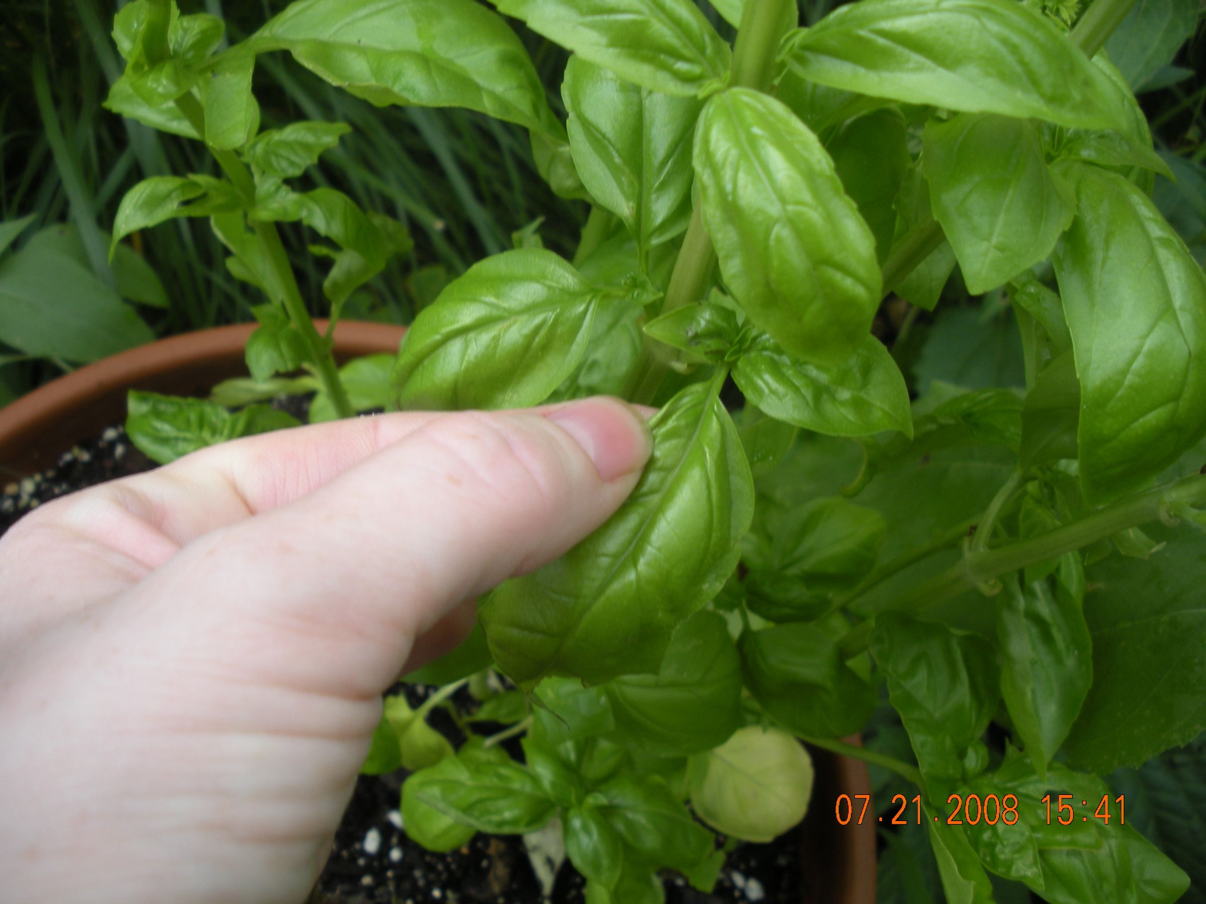 Frozen Basil Bullets : 4 Steps - Instructables