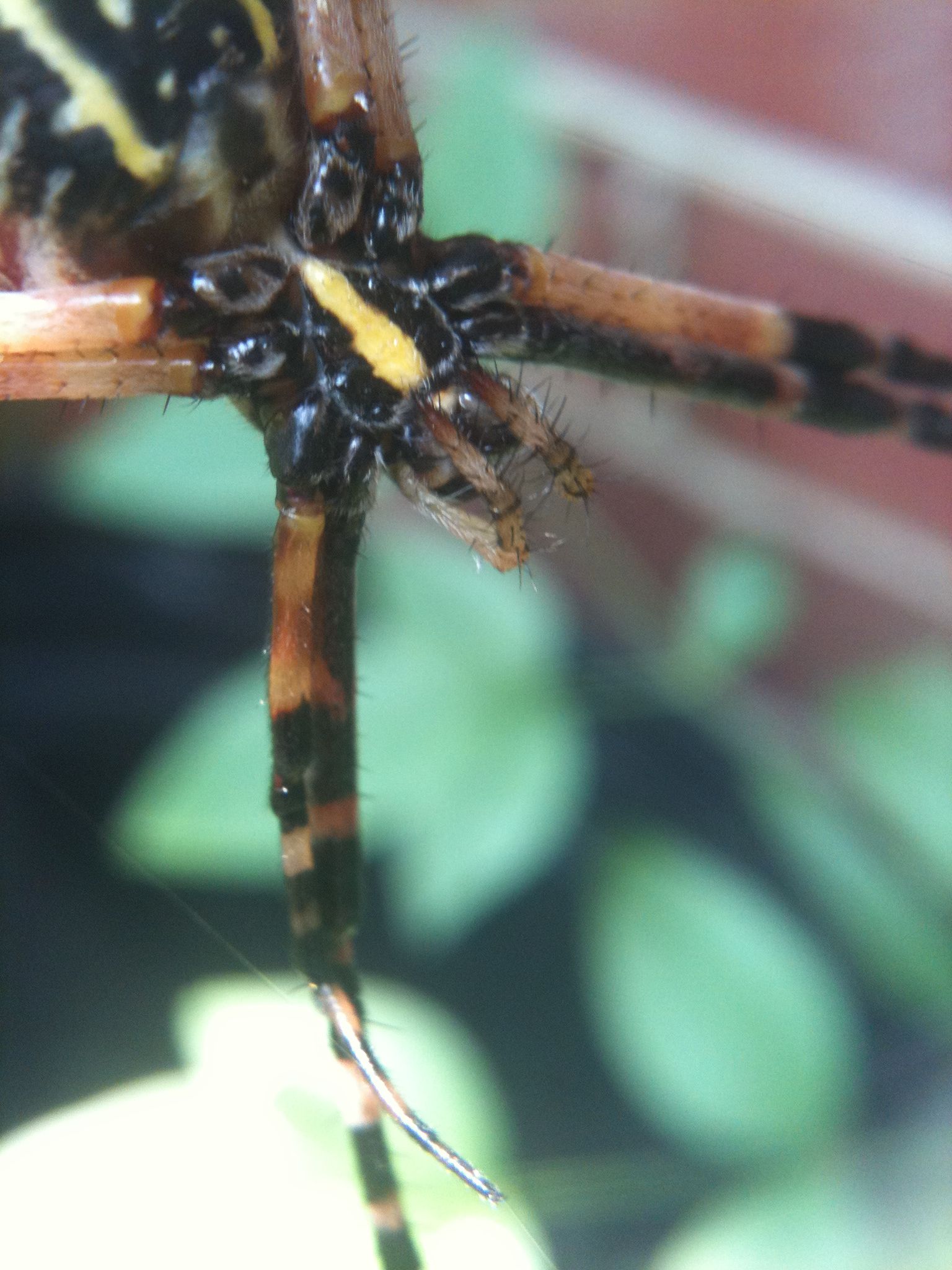How to Make Spider Silk Thread : 8 Steps (with Pictures) - Instructables