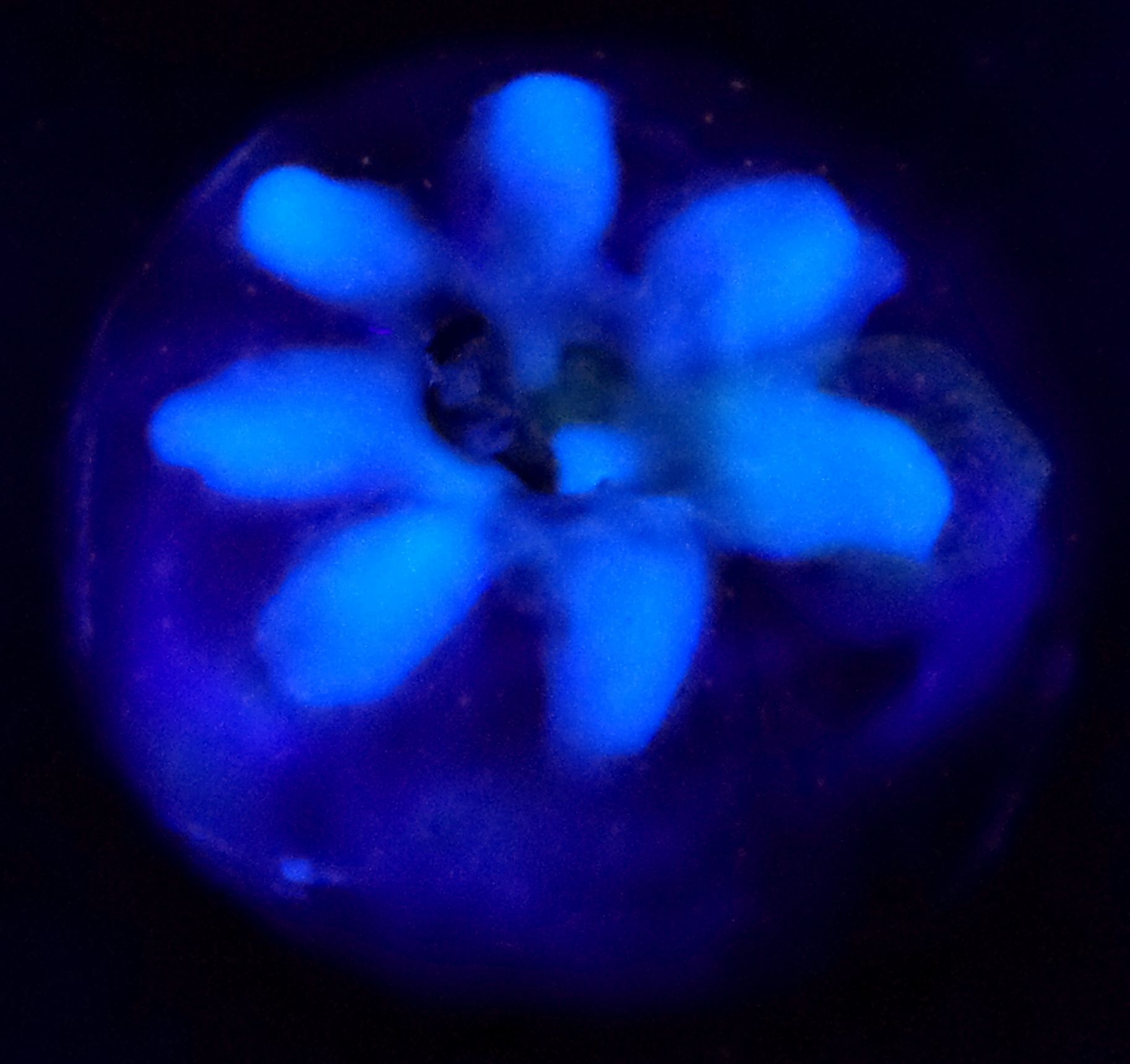 Glowing Edible Paint : 7 Steps (with Pictures) - Instructables