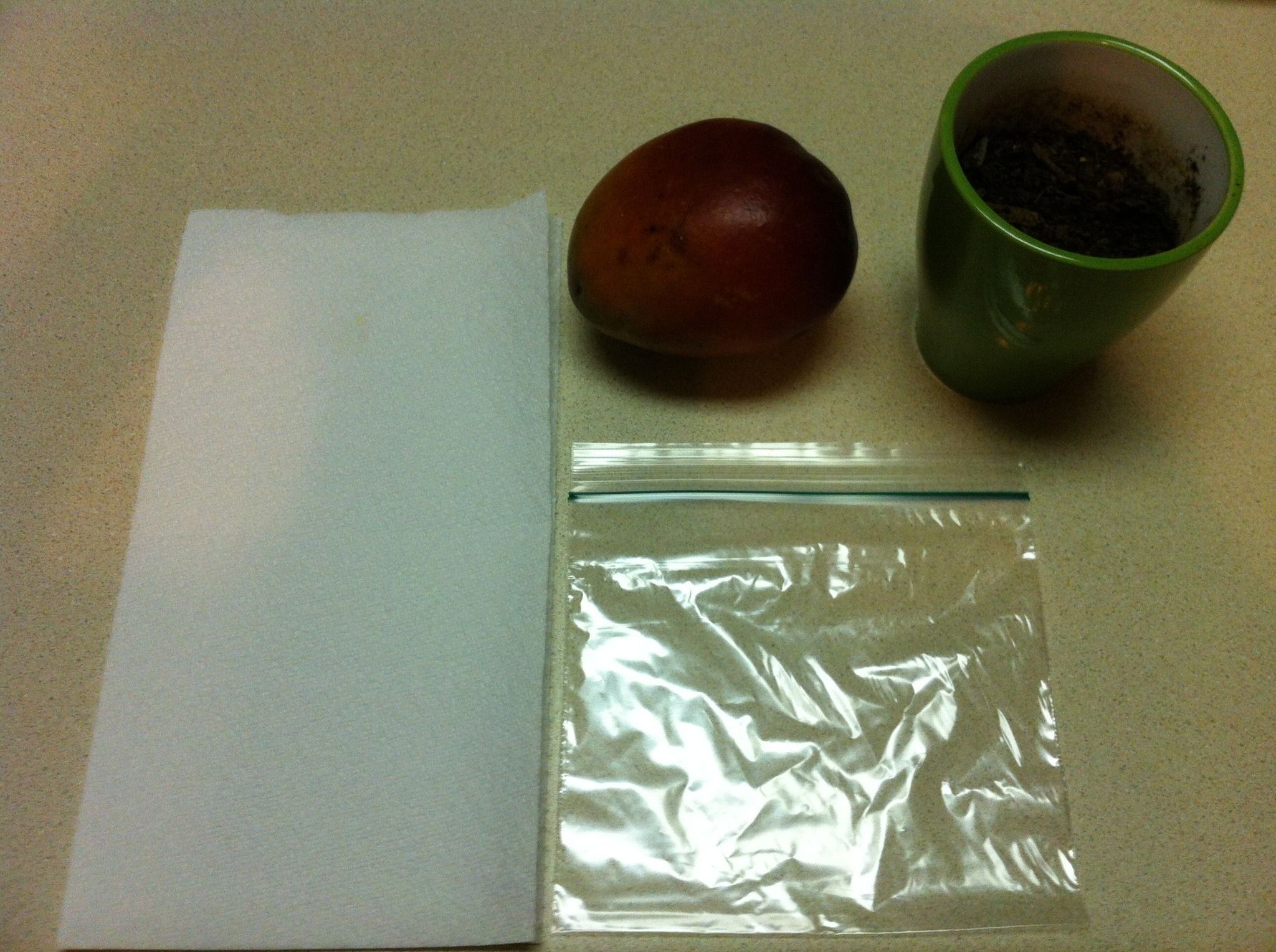 How to Grow a Mango Tree : 4 Steps (with Pictures) - Instructables