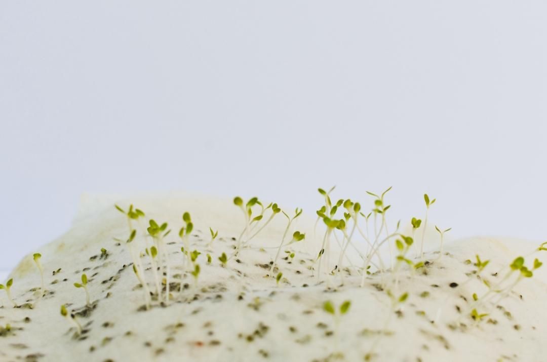 PLANTABLE HANDMADE FELT / FIELTRO ARTESANAL PLANTABLE : 14 Steps ...