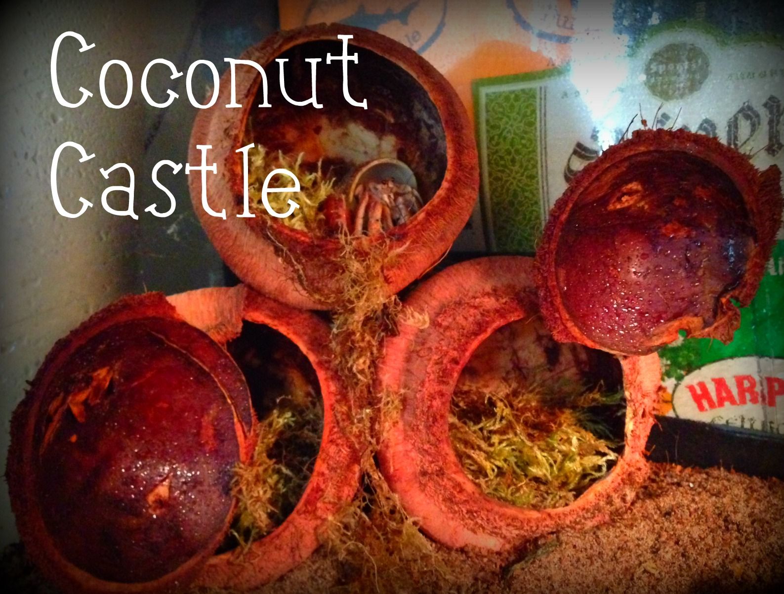 How to Spoil Your Hermit Crabs: Coconut Castle : 8 Steps - Instructables