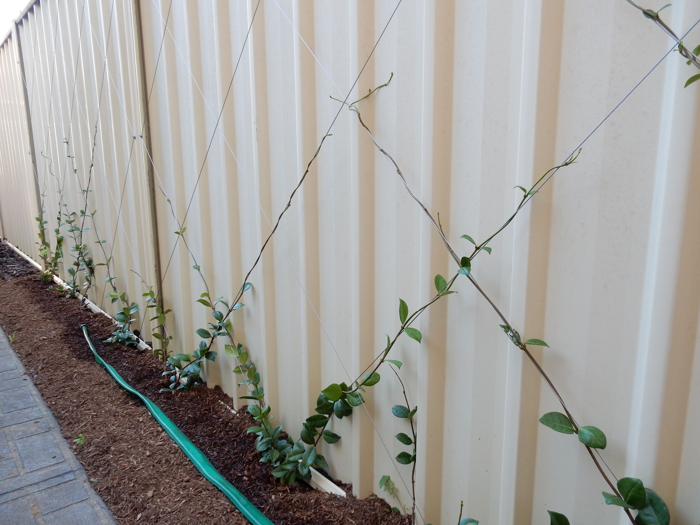 Garden Trellis and Climbing Hedge on Existing Fence WITH VIDEO : 7 ...