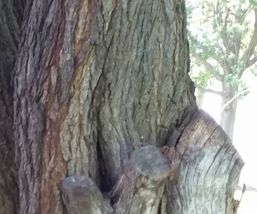 Old Tree Geocache - Instructables