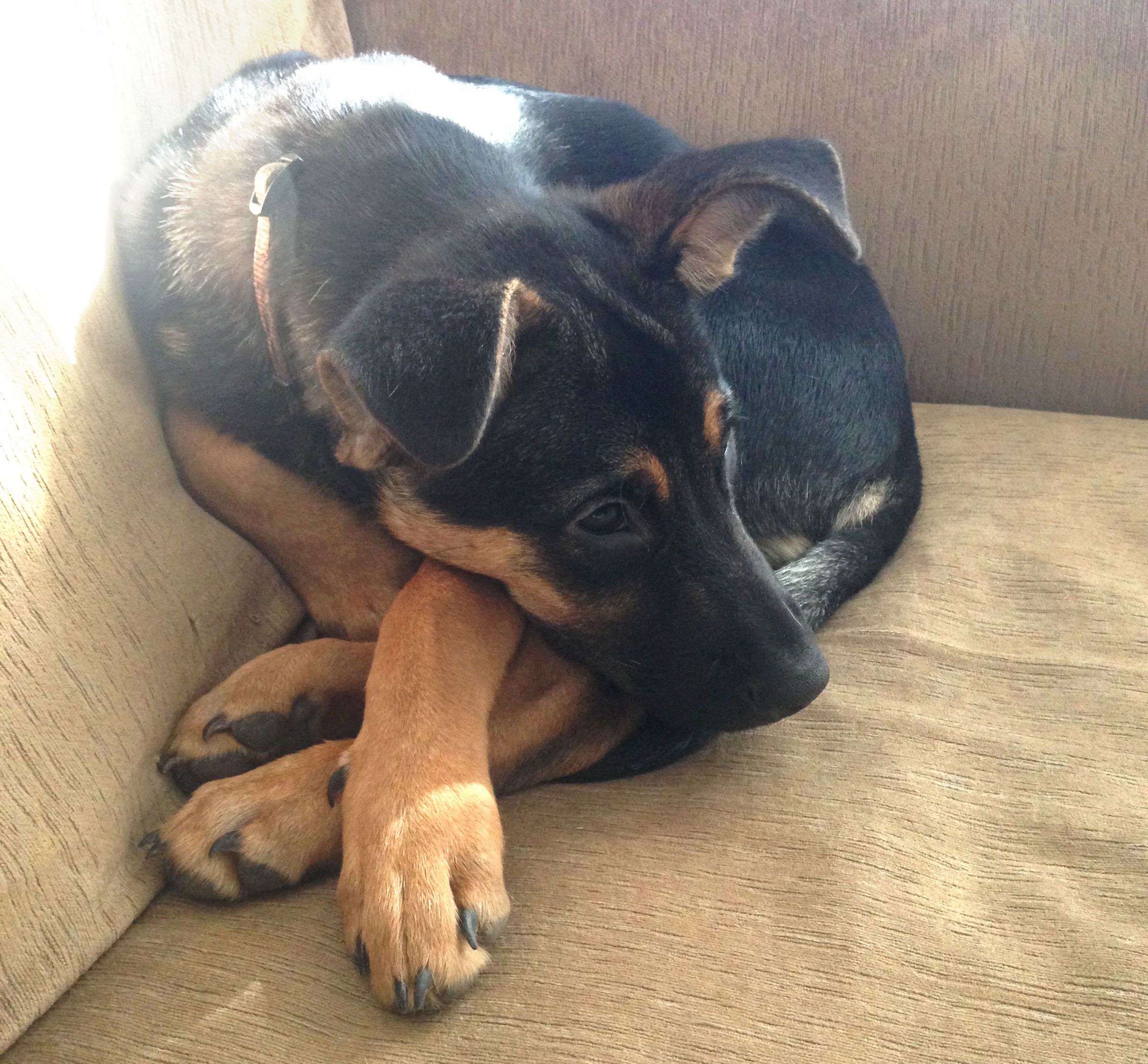 How to Choose a Second Dog : 9 Steps (with Pictures) - Instructables