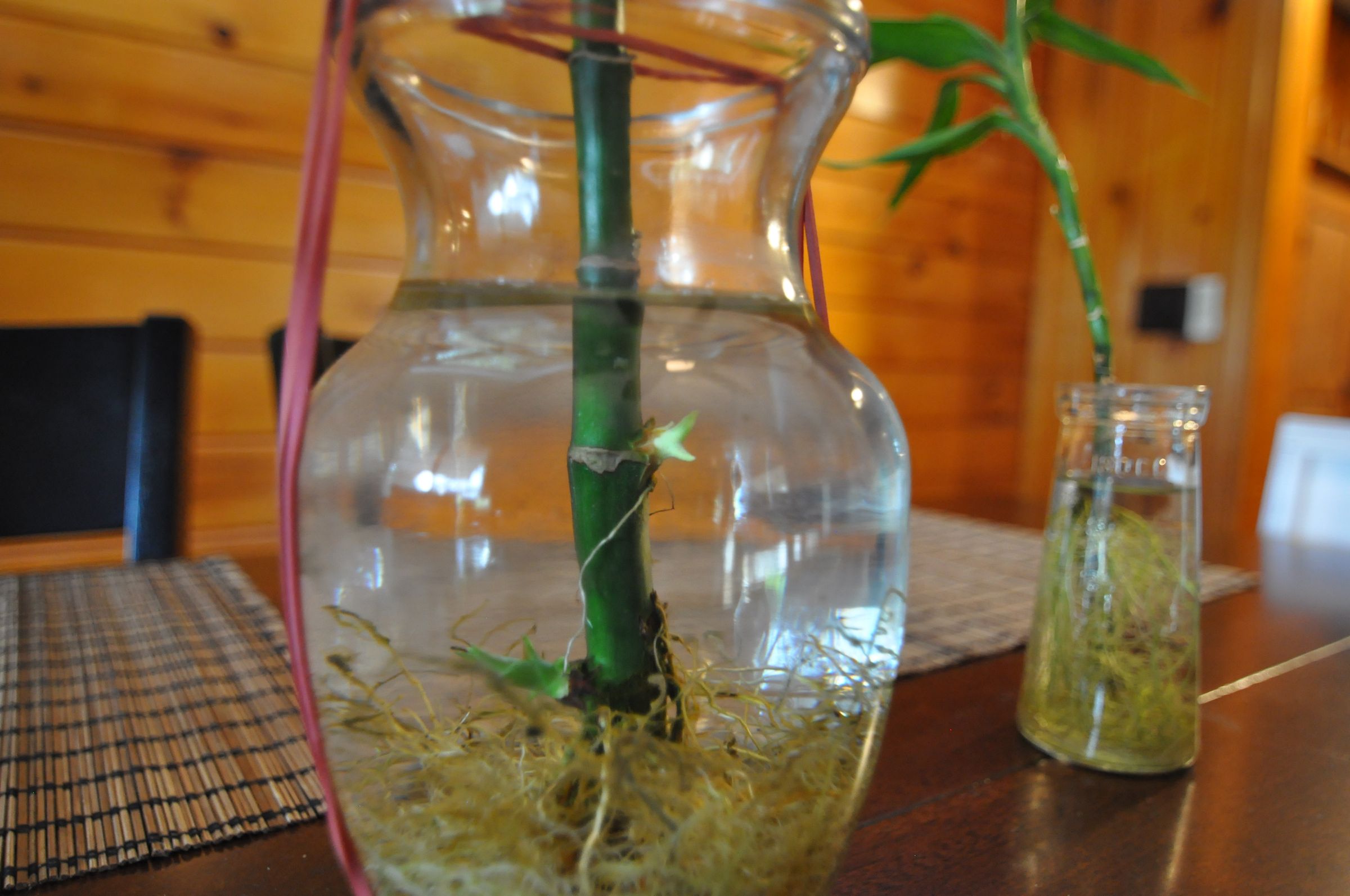 Cloning Your Bamboo : 7 Steps (with Pictures) - Instructables