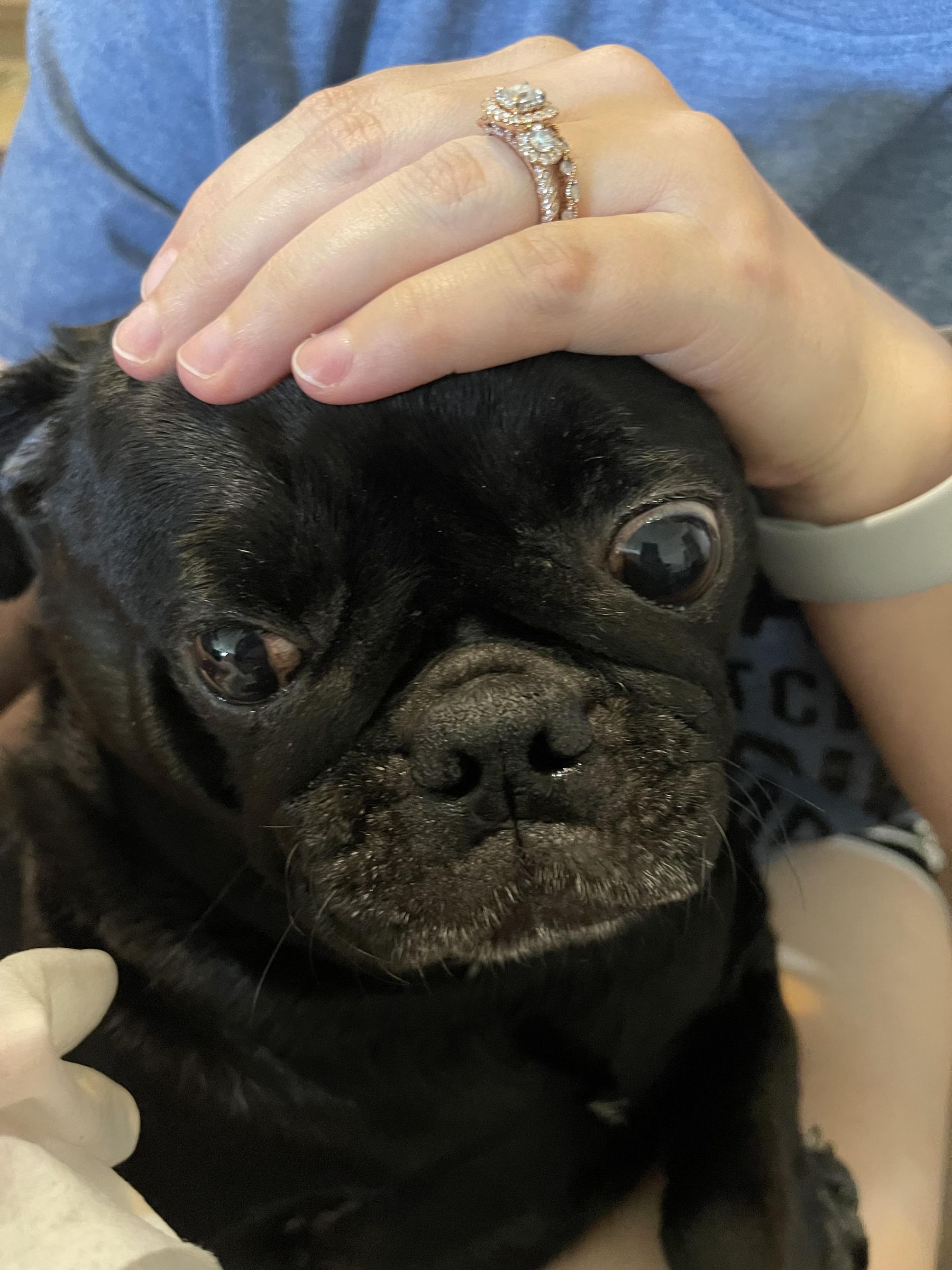 How to Groom Your Pug : 13 Steps (with Pictures) - Instructables
