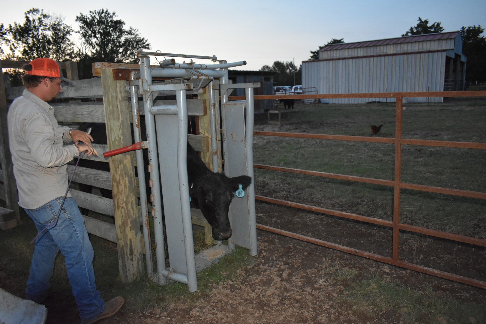 How to Work Cattle : 7 Steps - Instructables