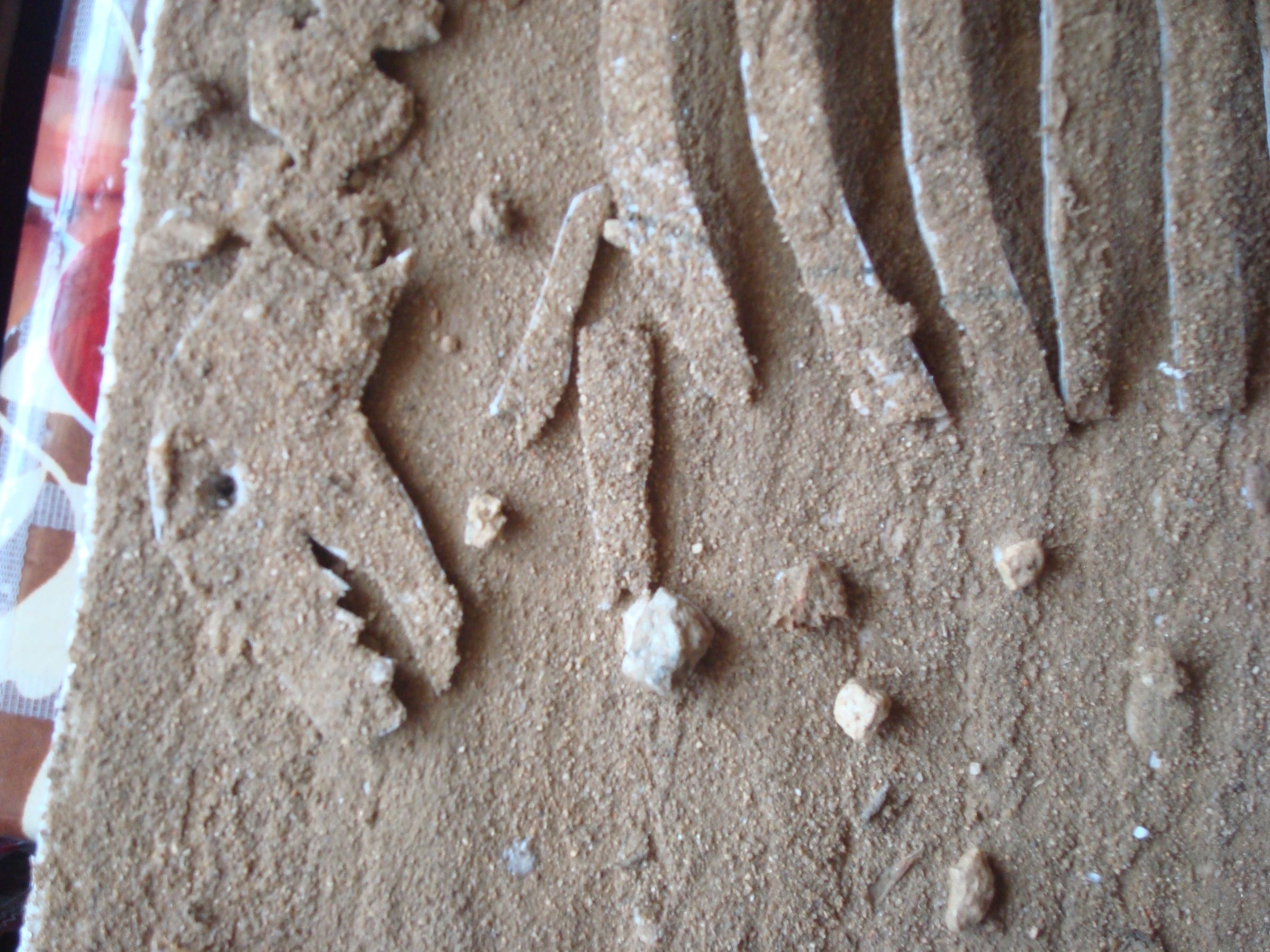 The Cardboard T- Rex Fossil : 4 Steps (with Pictures) - Instructables
