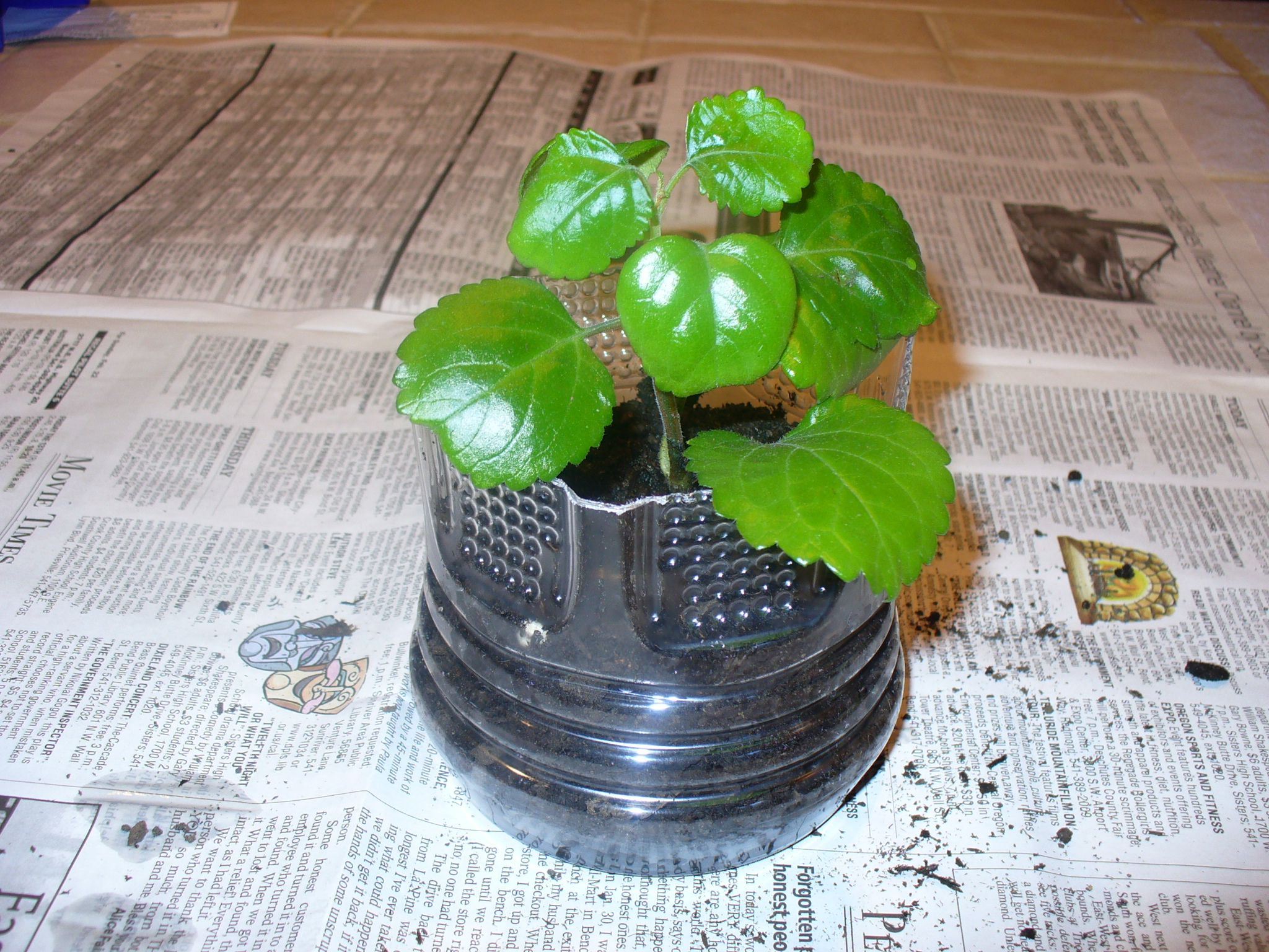 Recycled Plastic Bottle Plant Pot : 4 Steps - Instructables