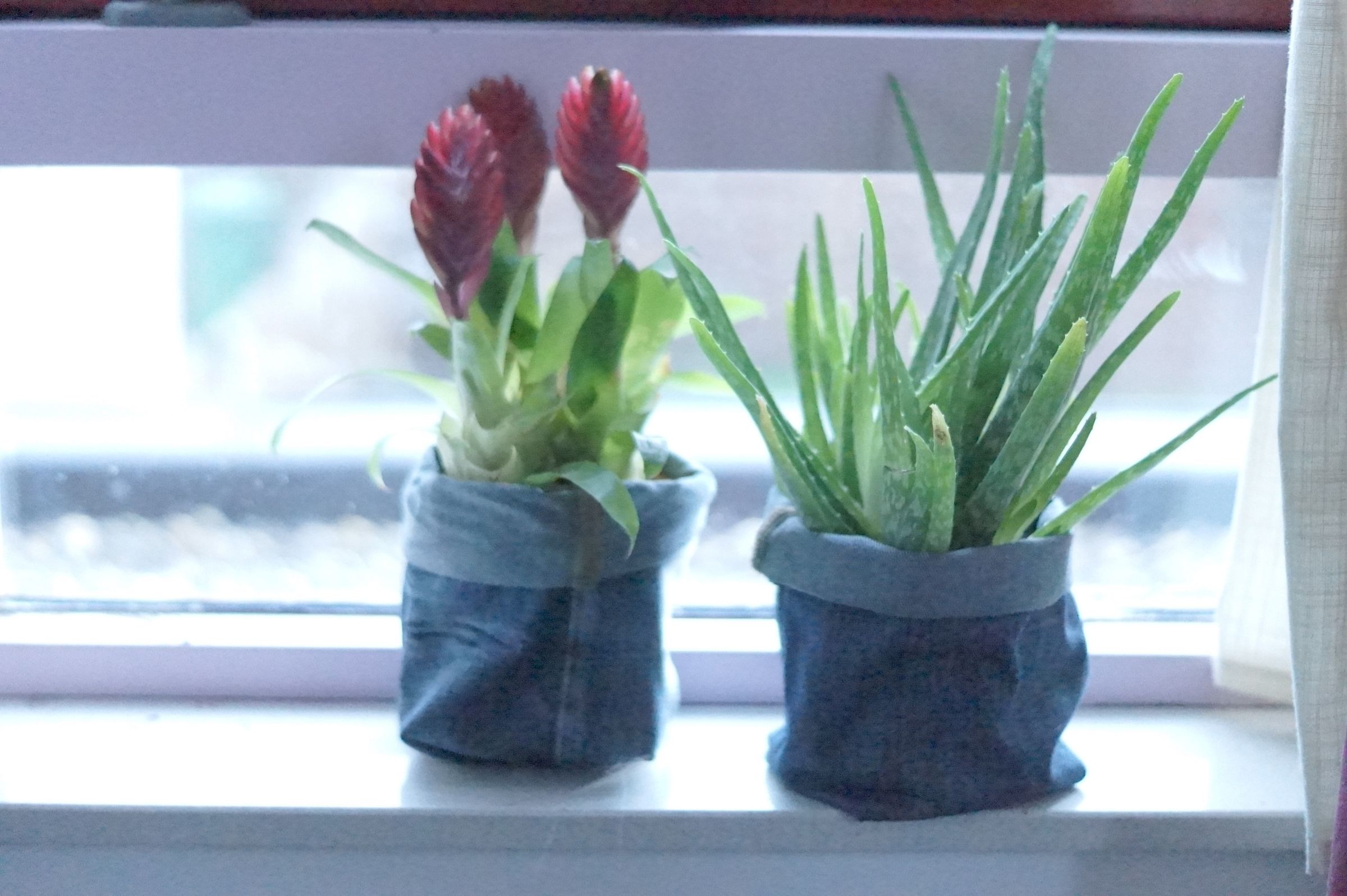DIY Jean Planters - Recycled : 9 Steps (with Pictures) - Instructables