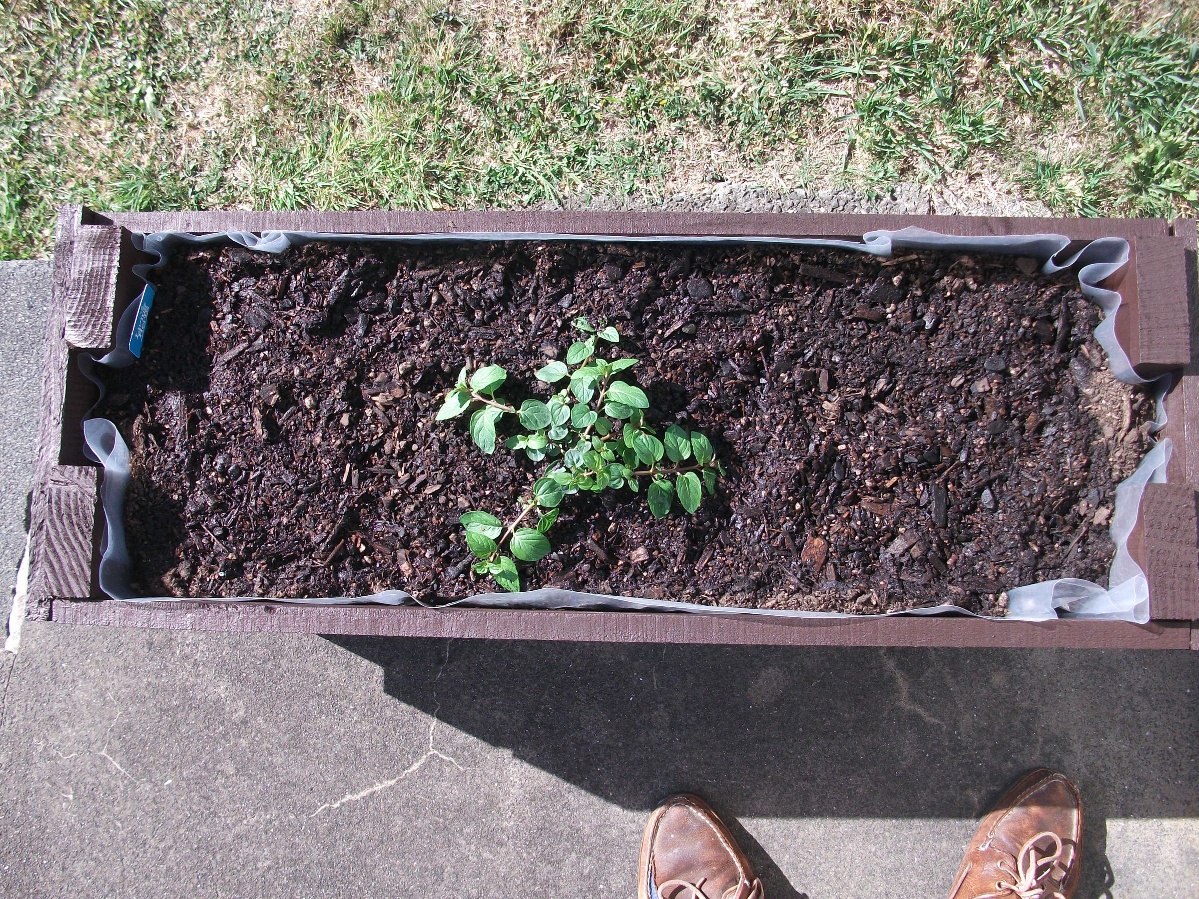 Pedestal Peppermint Patch Planter : 4 Steps (with Pictures) - Instructables