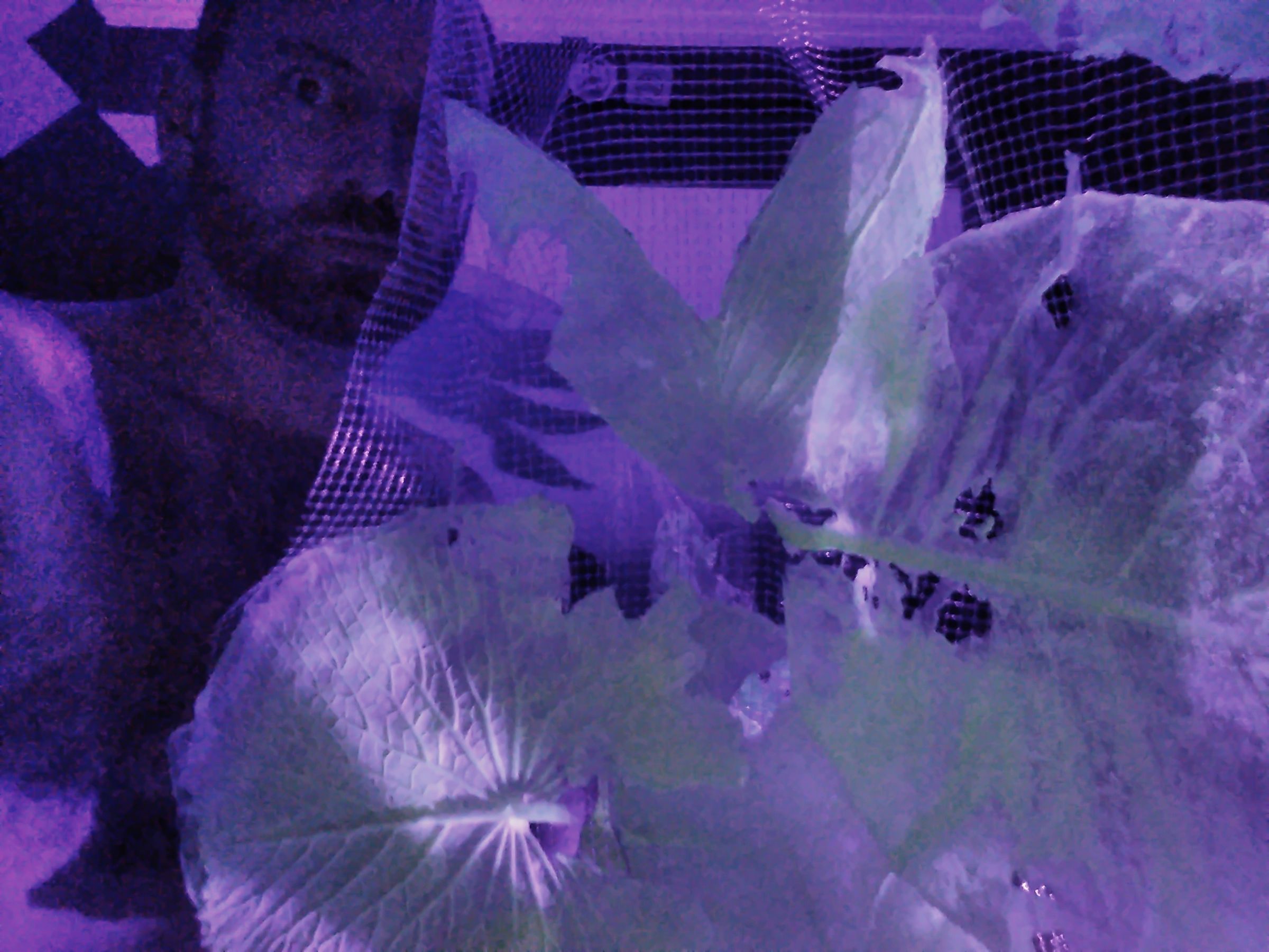 Glowing Leaves: Rapid Moldmaking in Nature : 10 Steps (with Pictures ...