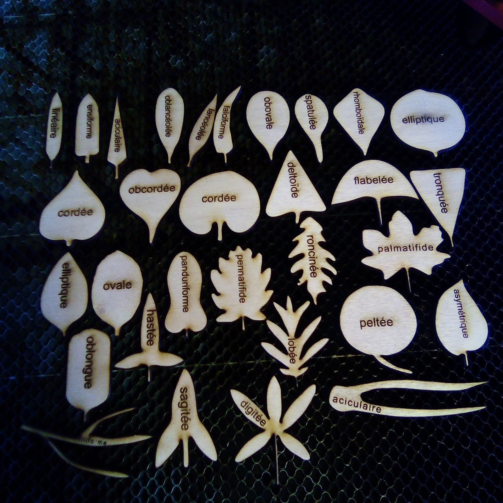 🌱🍁 Limbes De Feuilles - Instructables