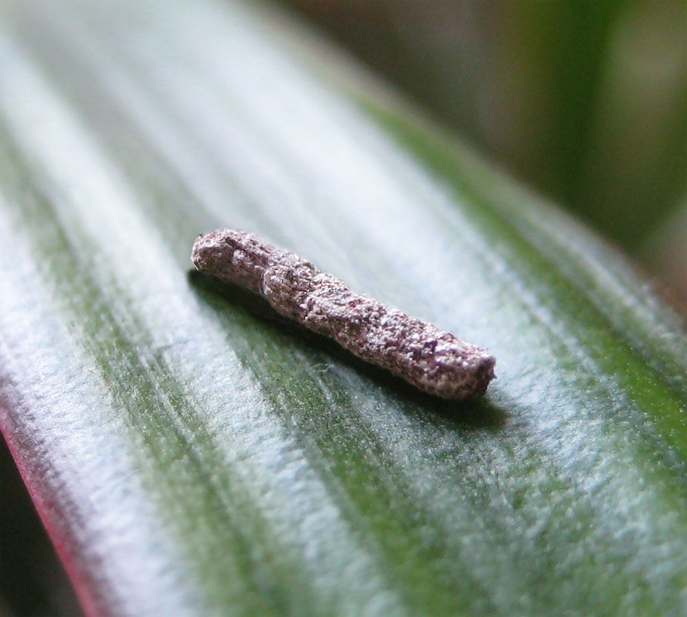 Another DIY Micro-Macro Lens : 14 Steps (with Pictures) - Instructables