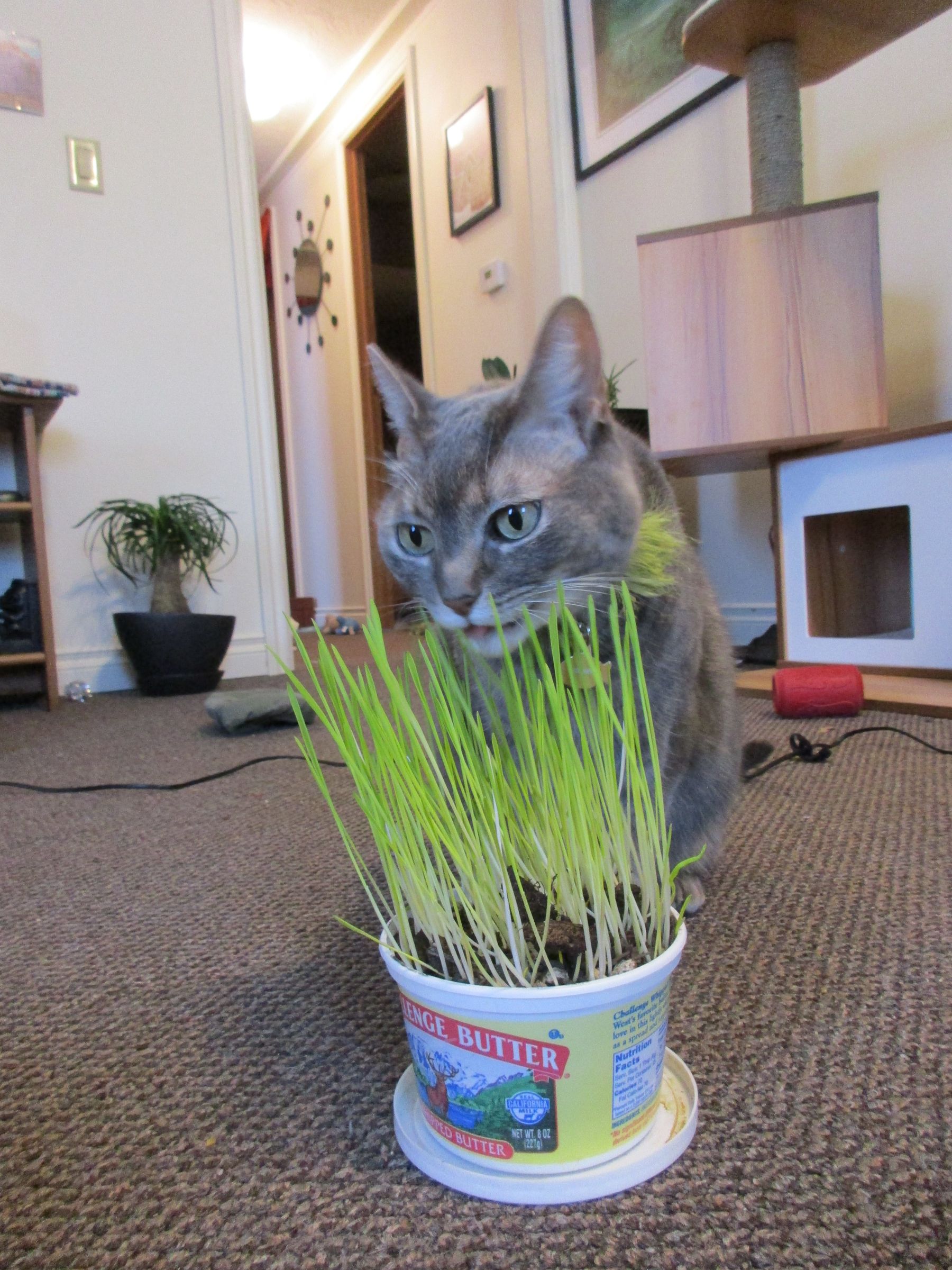 Grow Your Own Cat Grass : 6 Steps (with Pictures) - Instructables