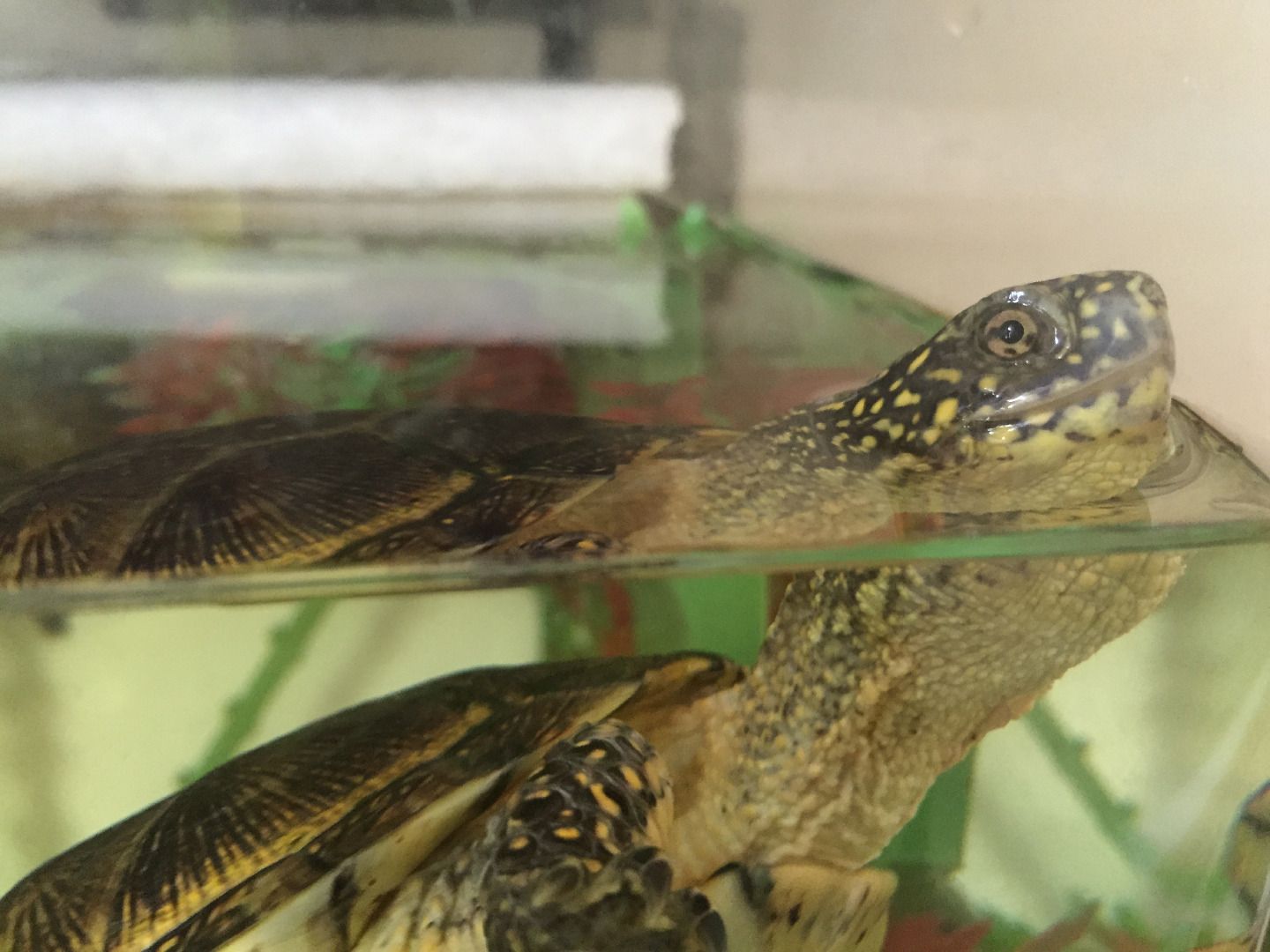 How to Keep Turtles : 8 Steps - Instructables