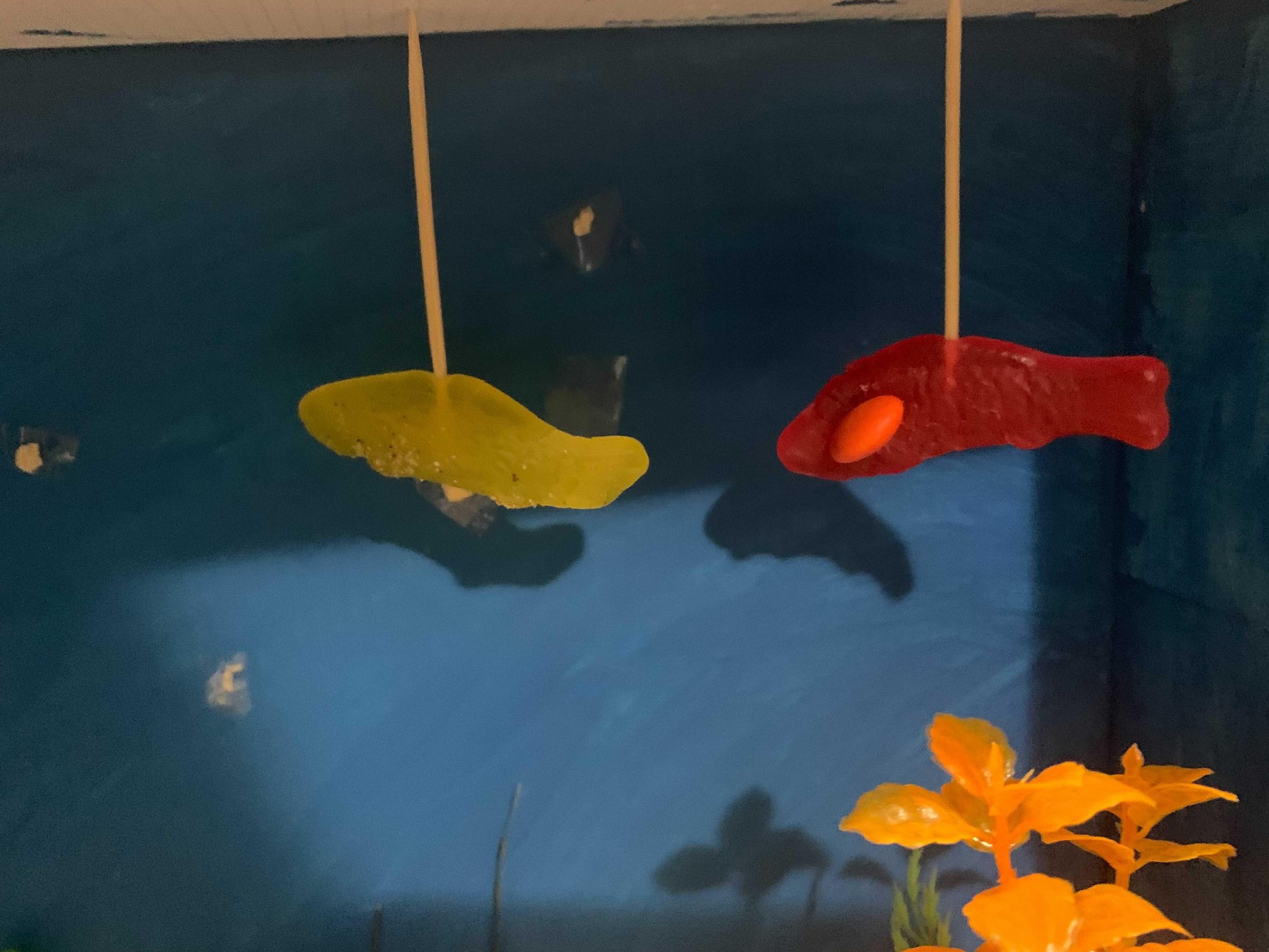 Marine Ecosystem Made From Candy : 9 Steps - Instructables